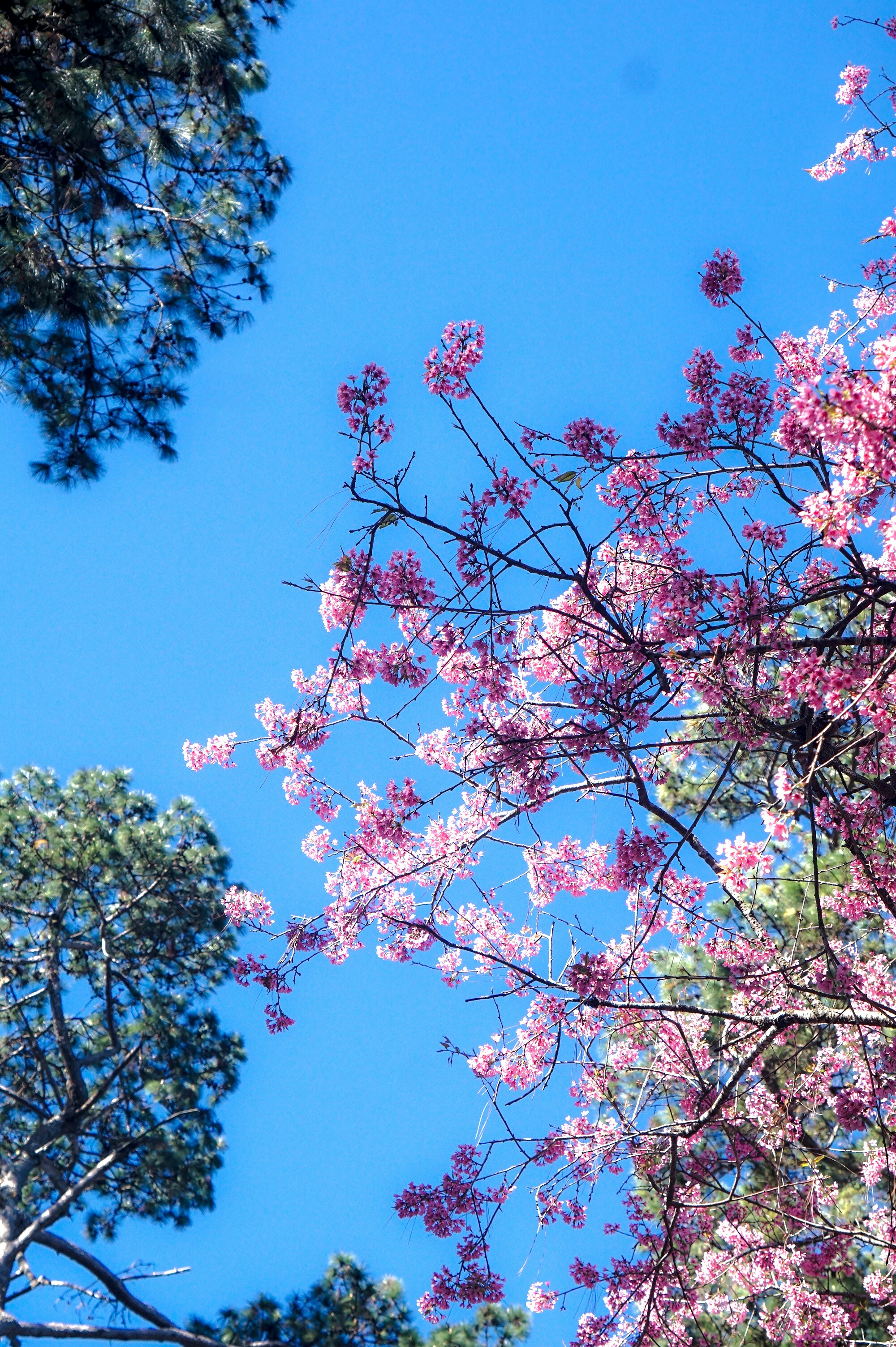 Blossoms Against a Clear Coastal Sky