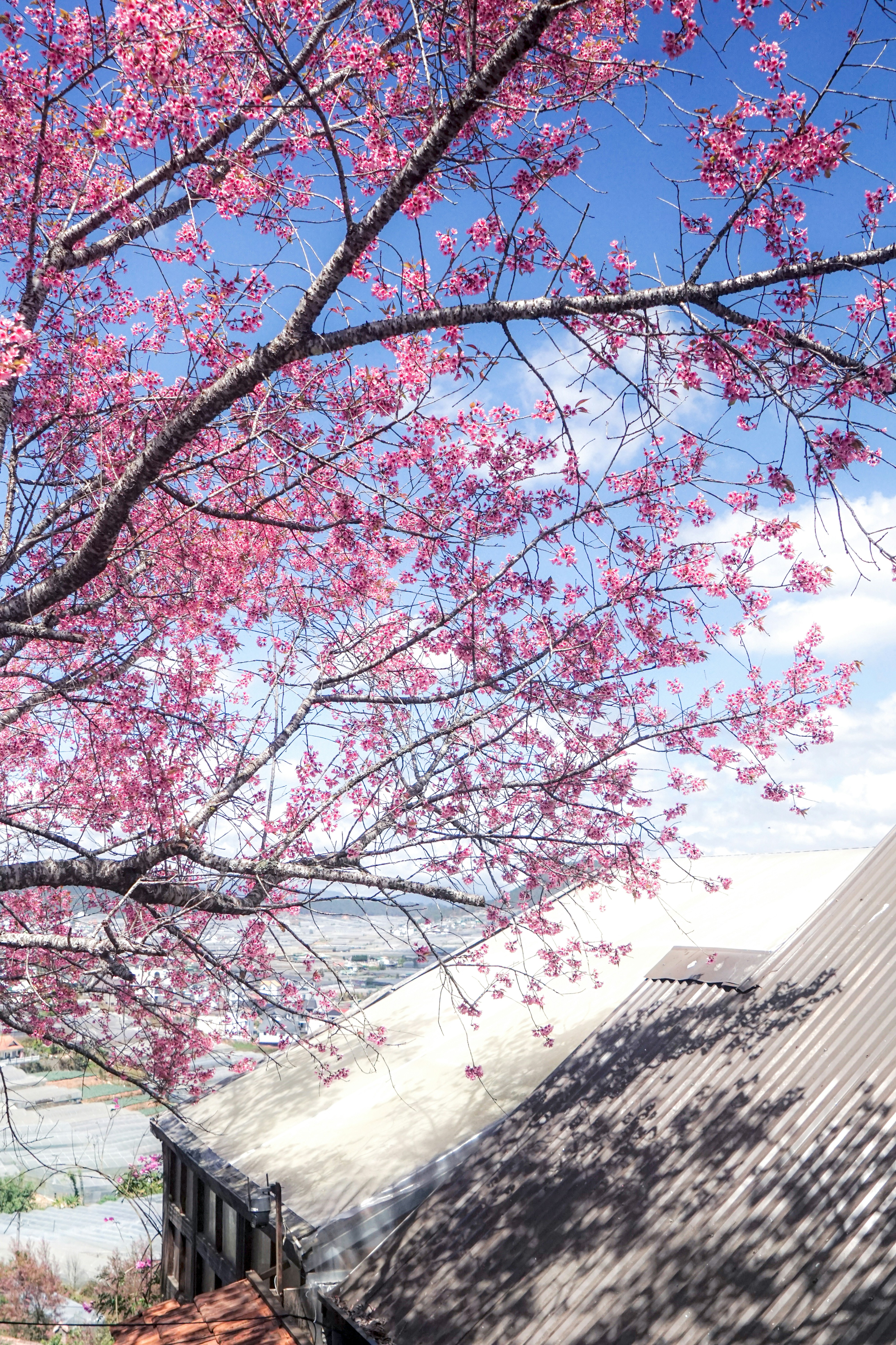 Crimson Branches Above a Sloped Roof