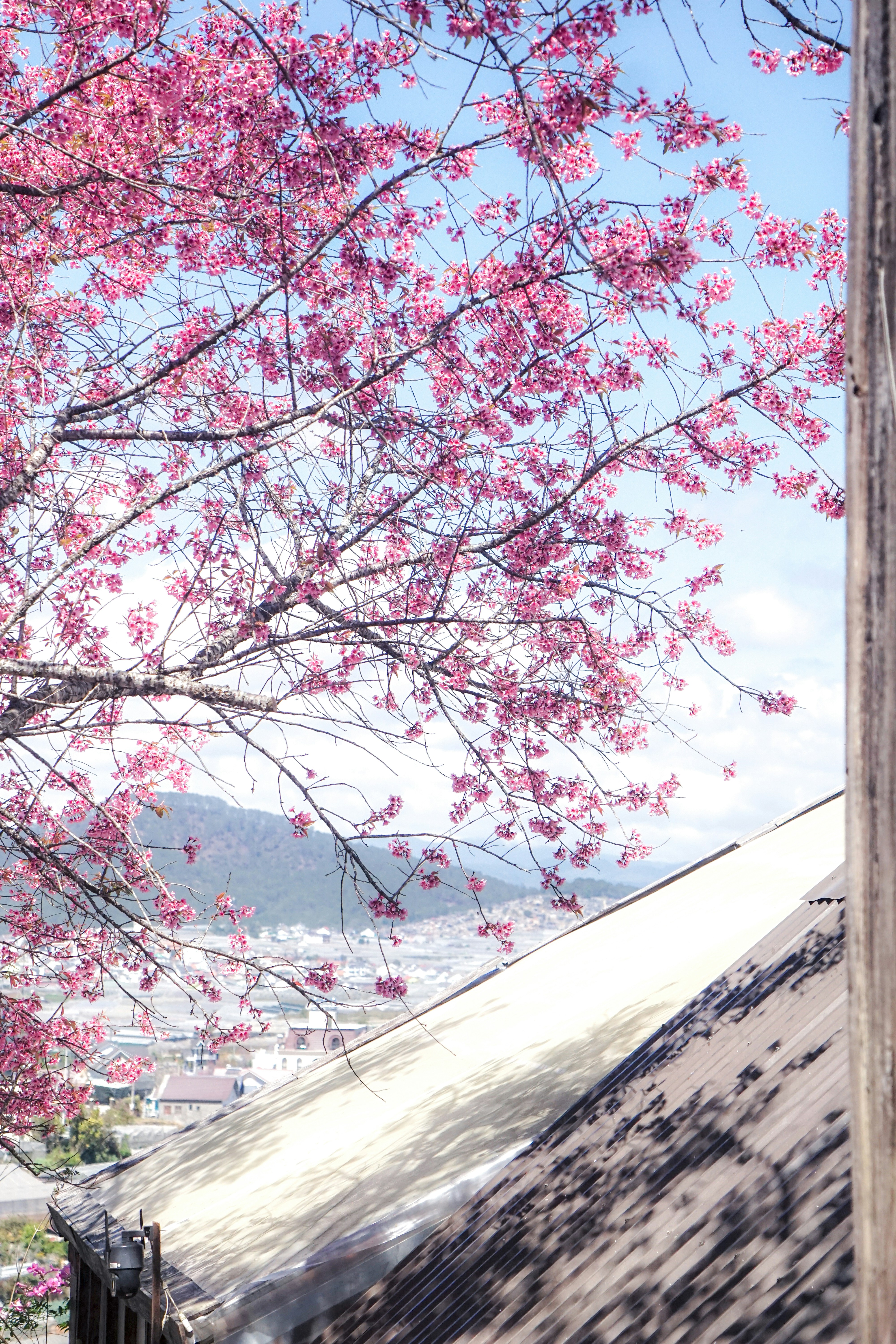 Spring Blossoms Over a Quiet Rooftop Scene