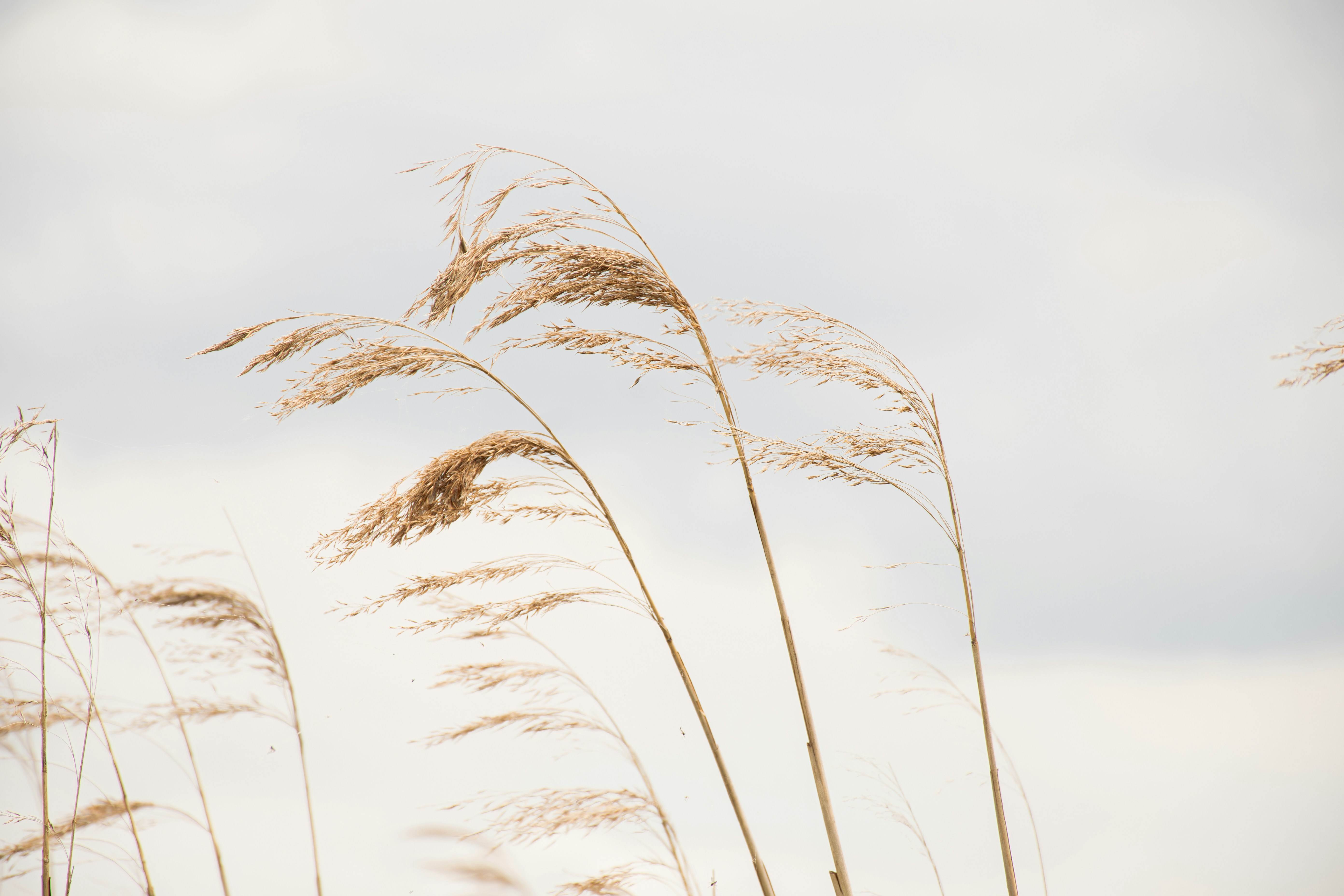 Gentle Reeds Against a Soft Sky