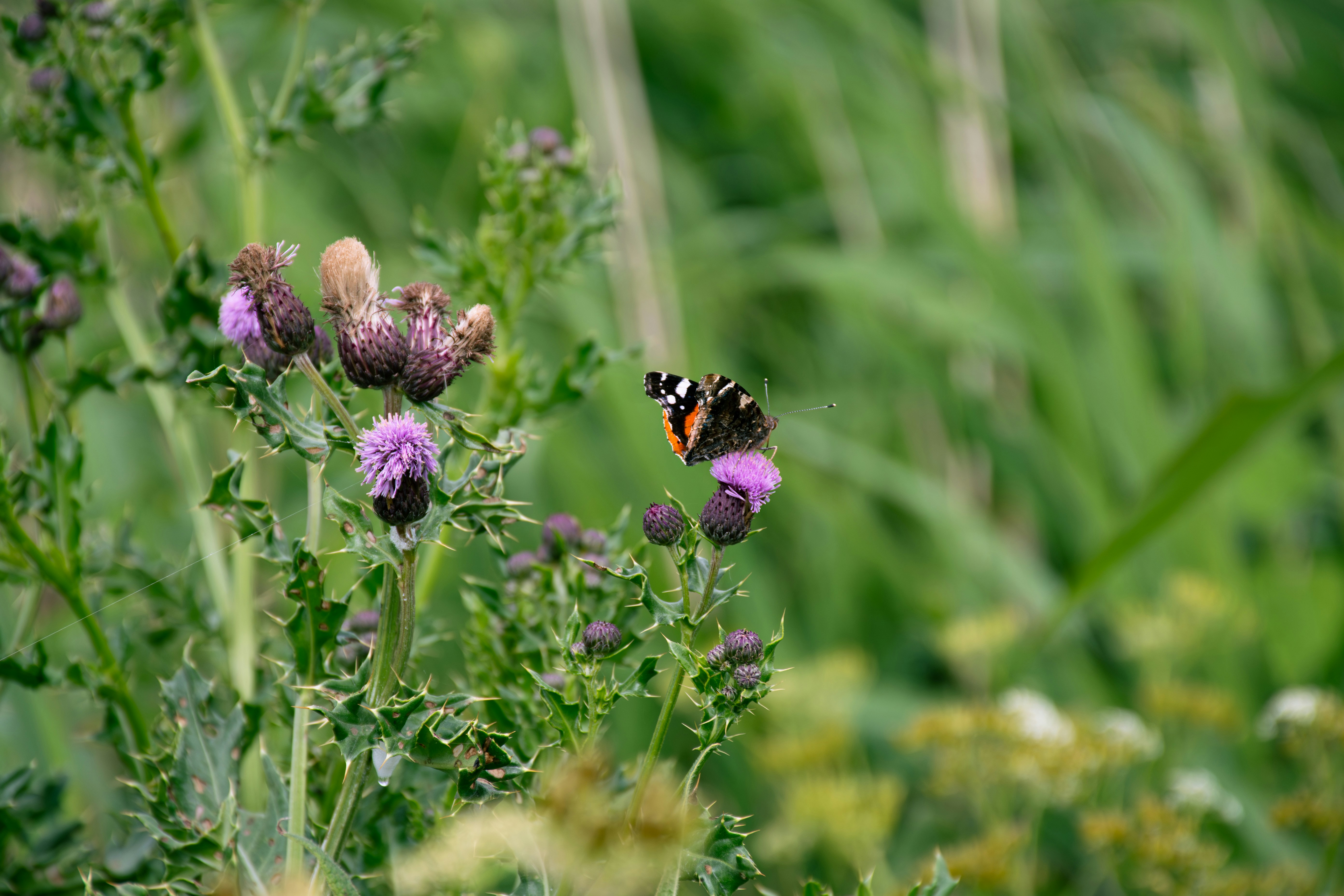 Butterfly on Thistle: a fleeting moment in a green meadow