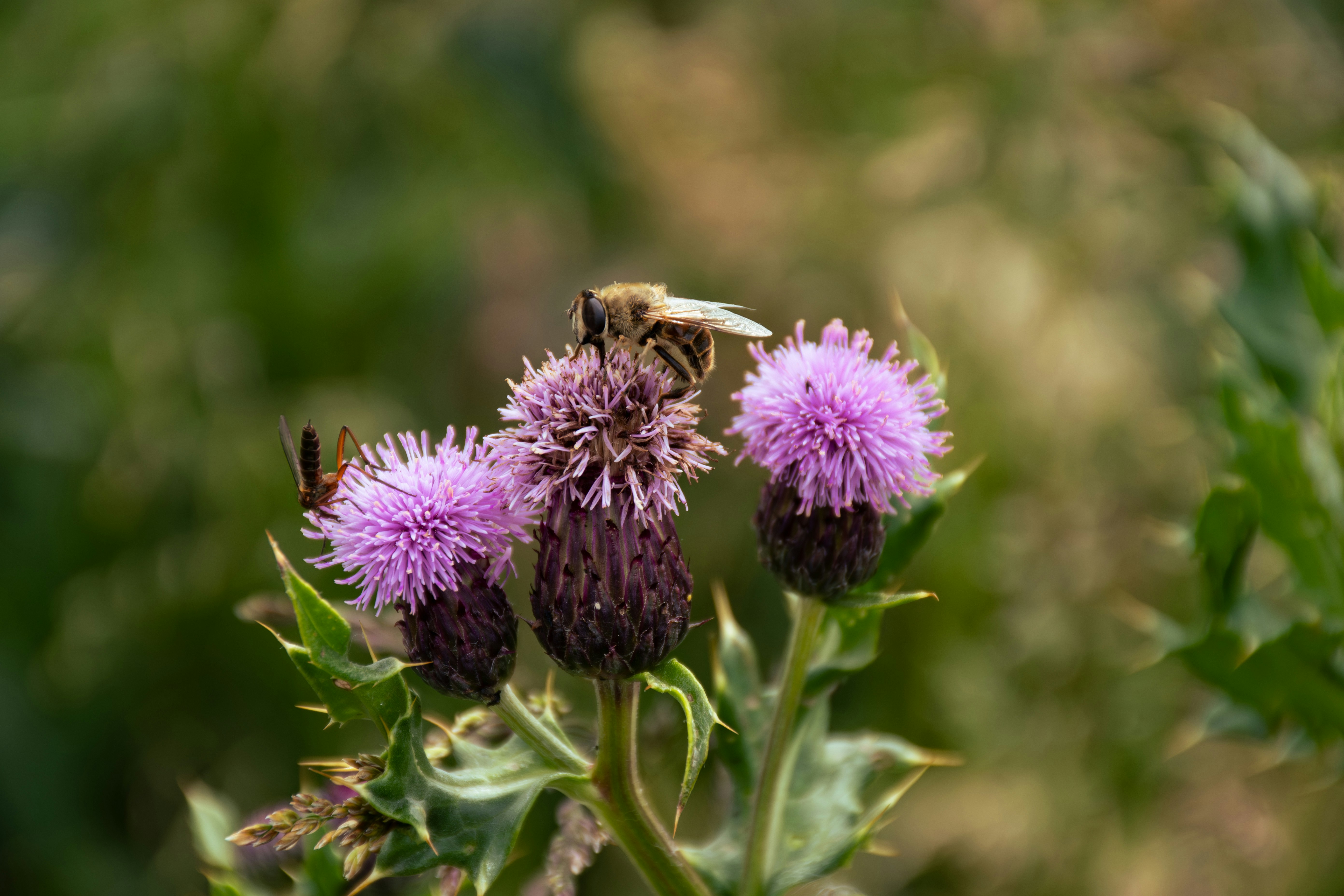 Bee on Purple Thistle Bloom Under Warm Field Light