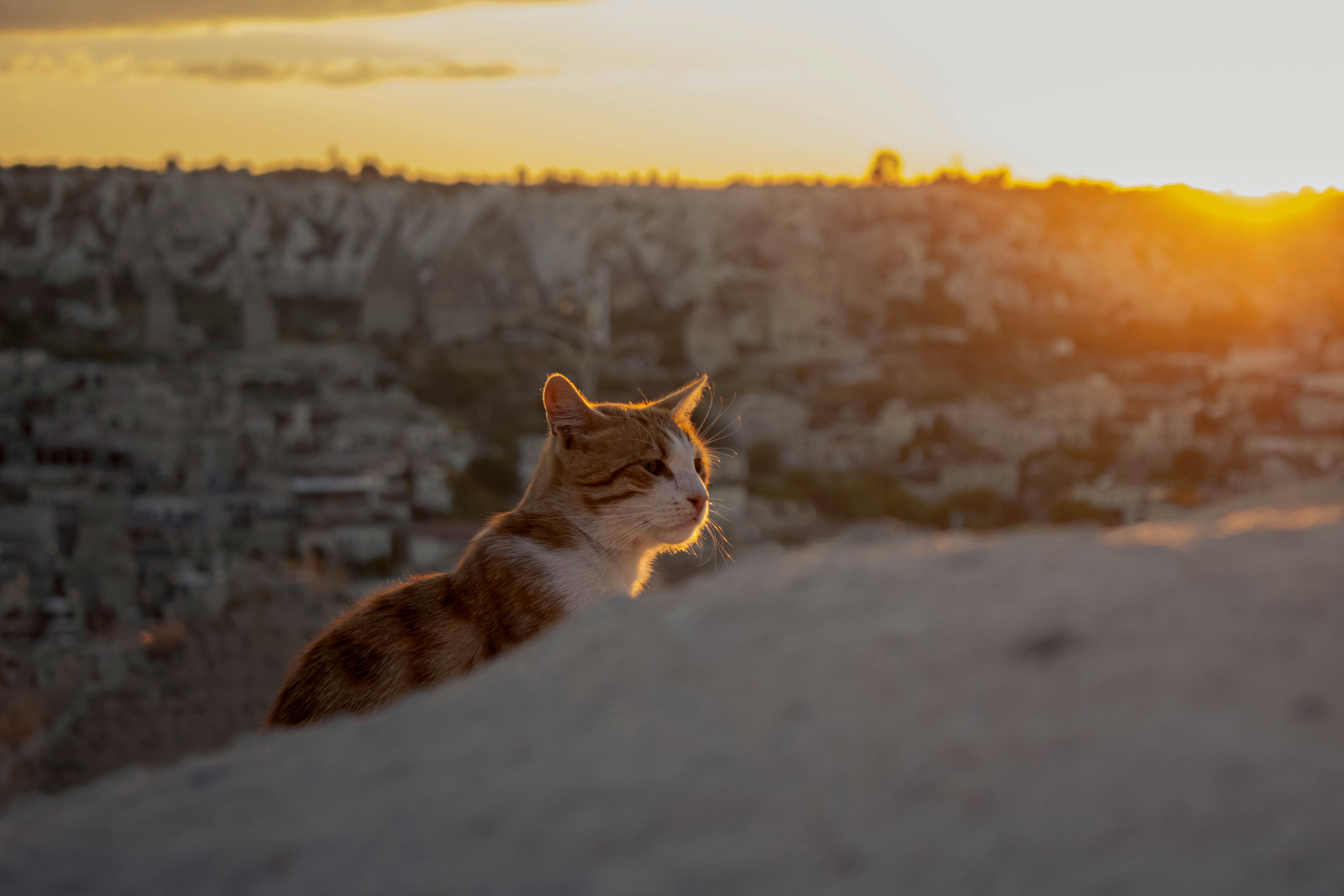 Sunlit Sentinel: A Cat on the Rim at Golden Hour