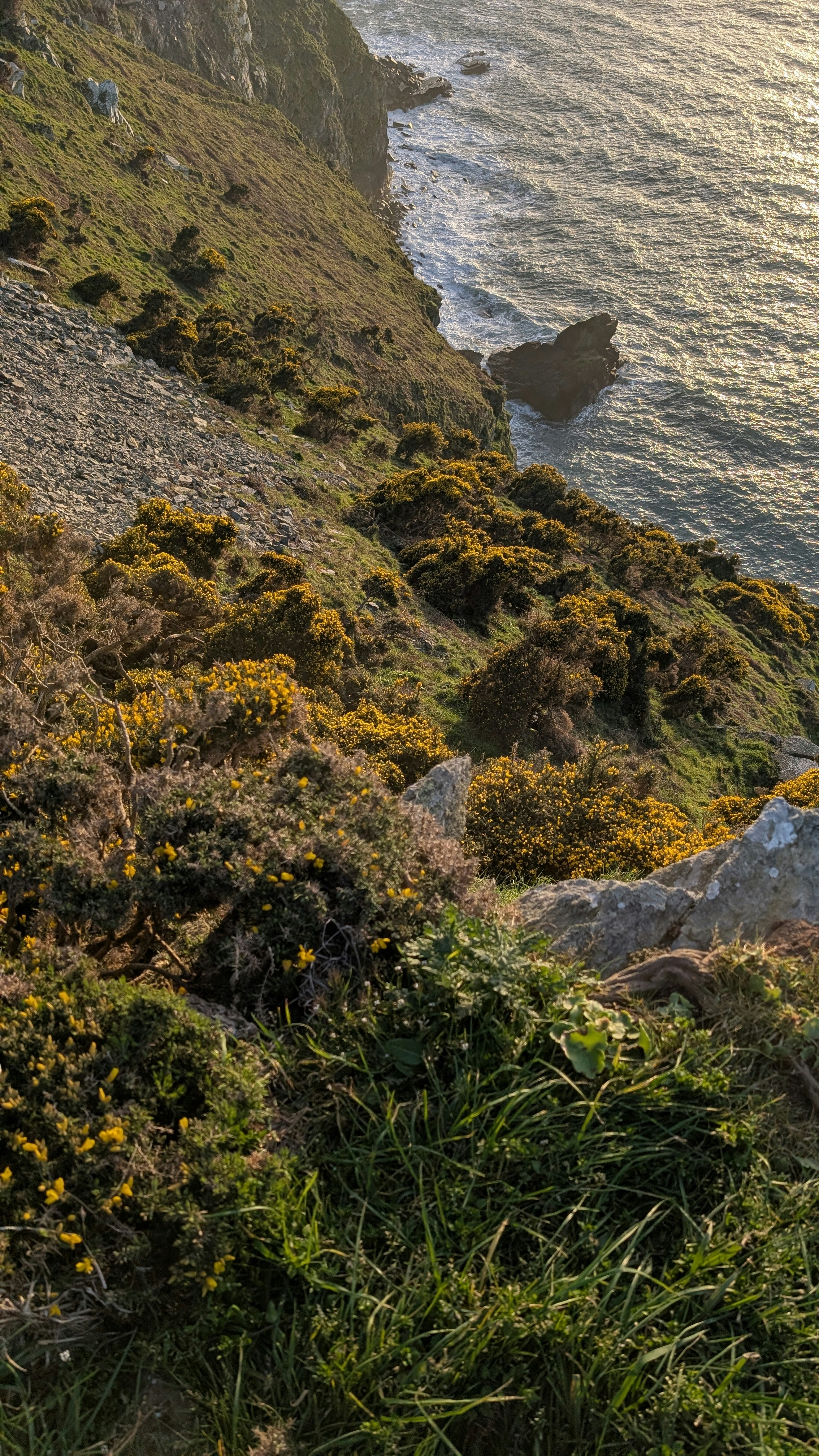 A spectacular high-angle vertical landscape photograph looking down across a steep coastal cliffside slanting towards the sea. The rugged terrain features patches of loose rock, green grass, and low-lying gorse bushes dense with golden-yellow spring blossoms. Below, waves crash against jagged rock formations along the coastline, while the vast ocean shimmers beautifully under a warm, late afternoon sun. This captivating, wild scenery perfectly evokes the spirit of coastal exploration, making it ideal for mobile wallpapers, travel designs, and outdoor adventure themes.