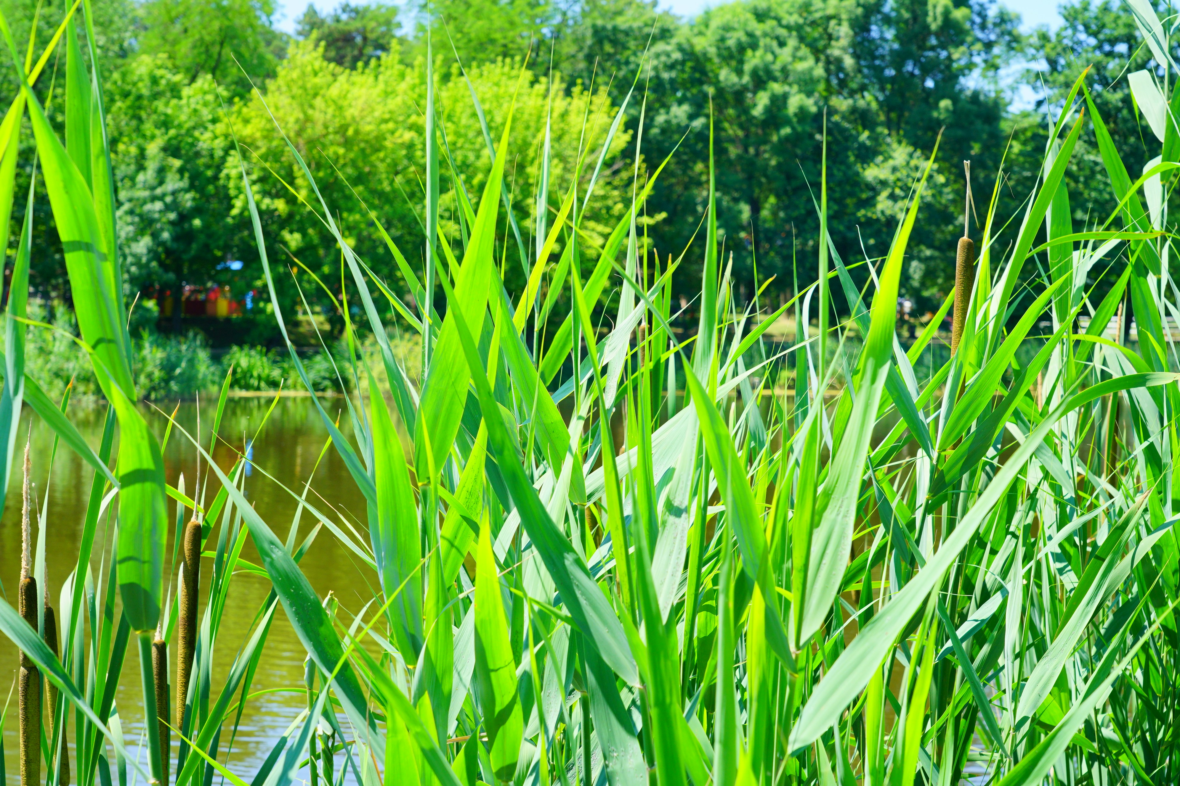 Emerald Reeds at the Edge of a Quiet Pond