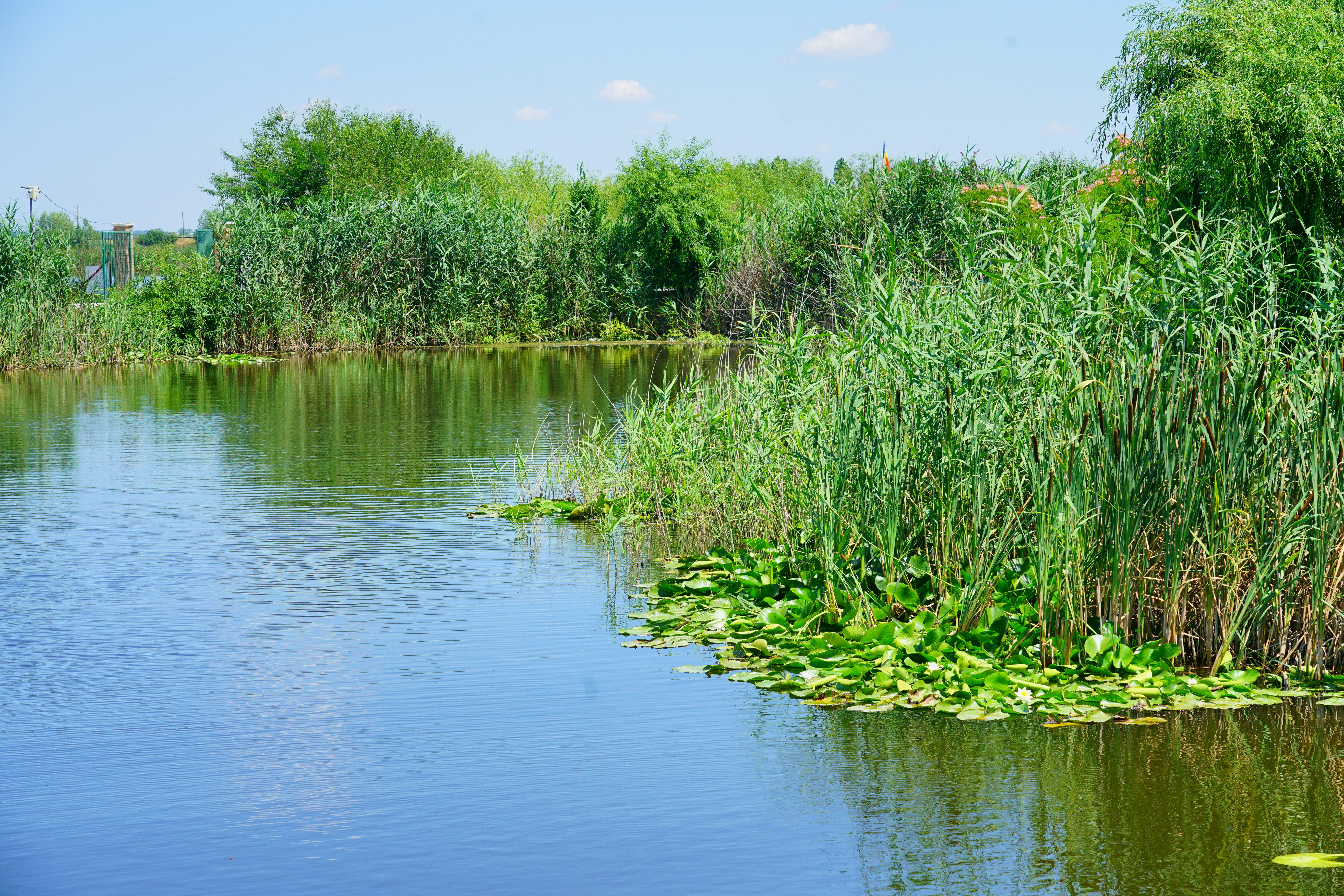 Narrow Riverine Patch: Reeds Framing a Quiet Waterway