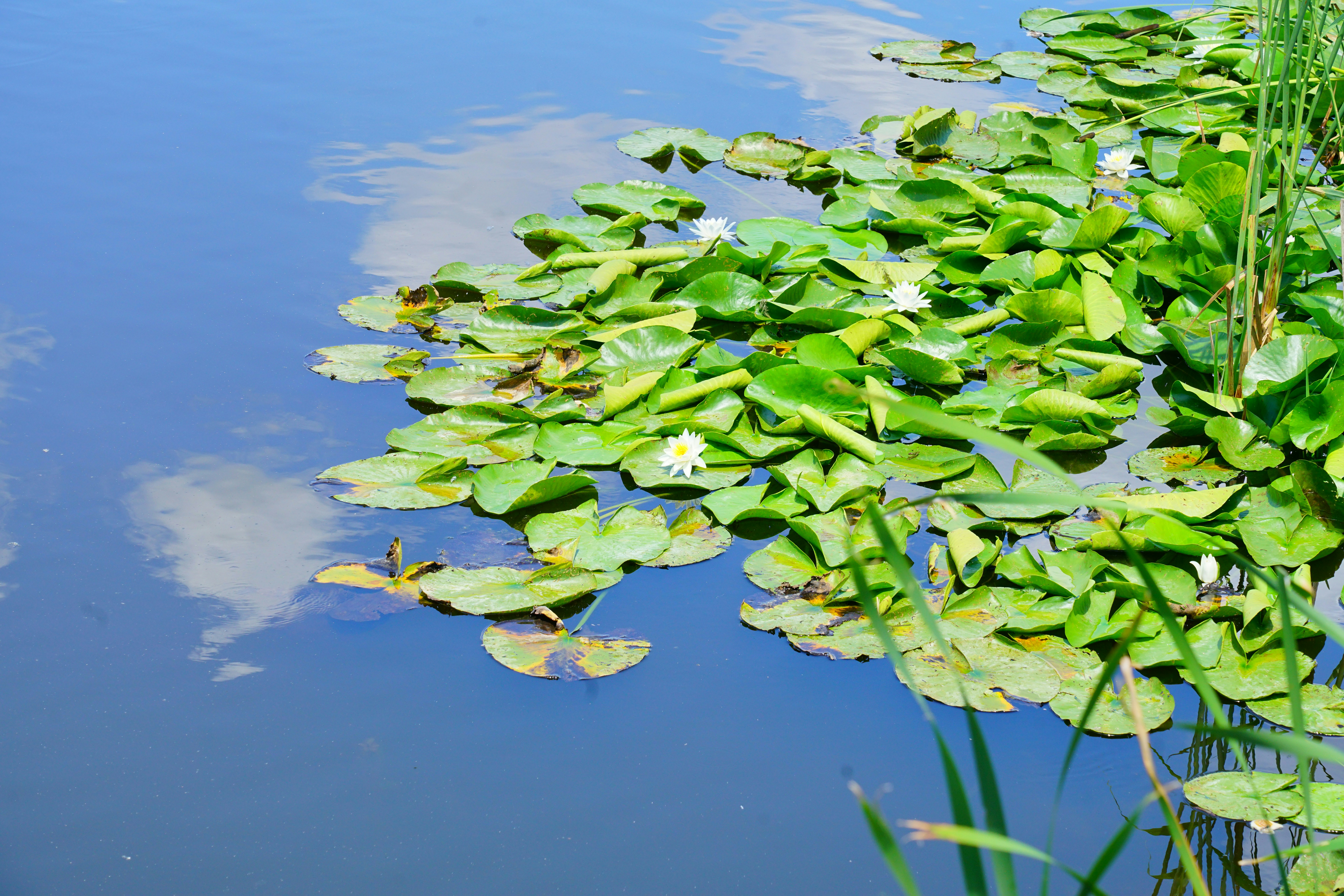 Floating Flora: White blooms on a sunlit lily pad pond