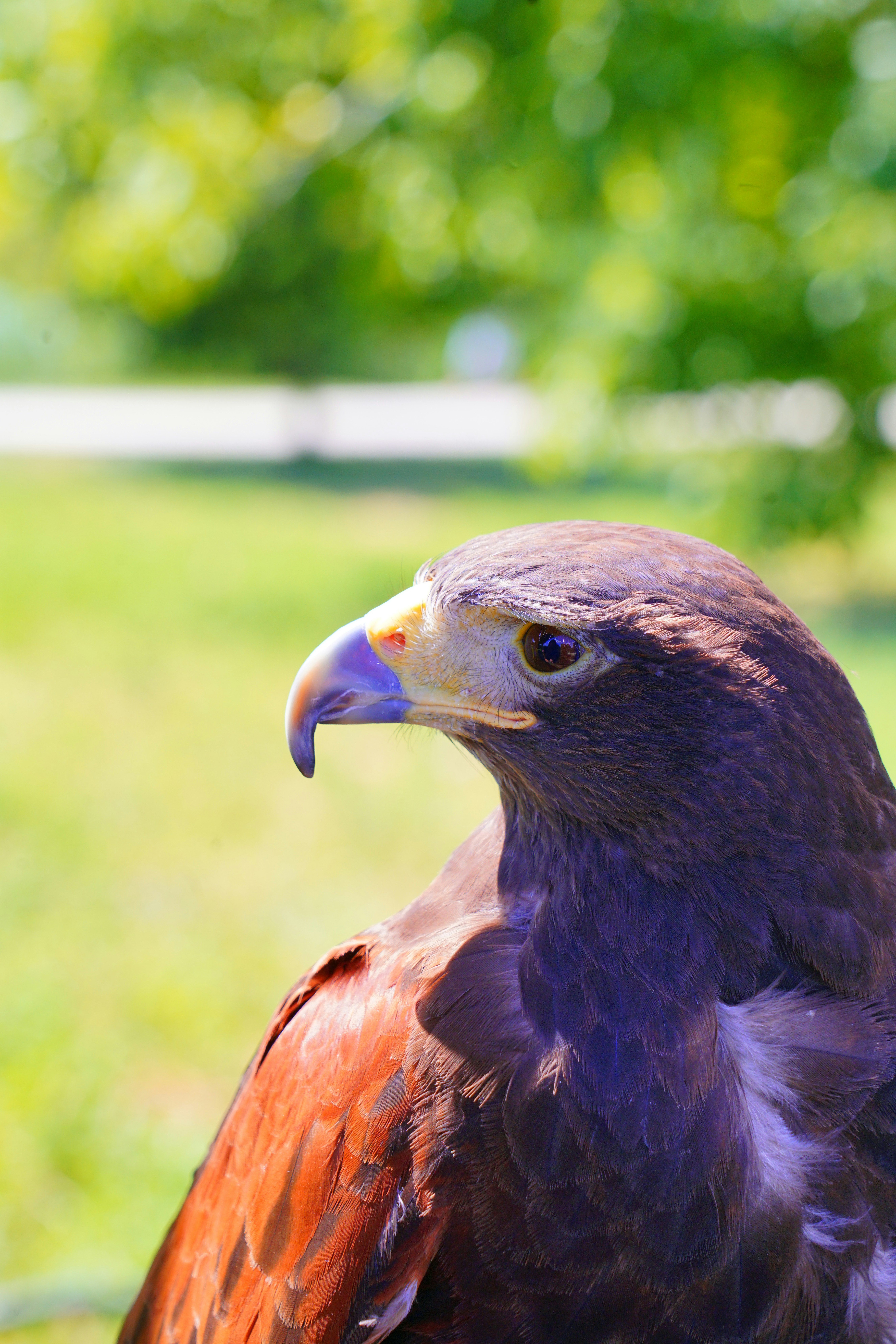 Raptor Portrait: Curve of the Beak and Gaze