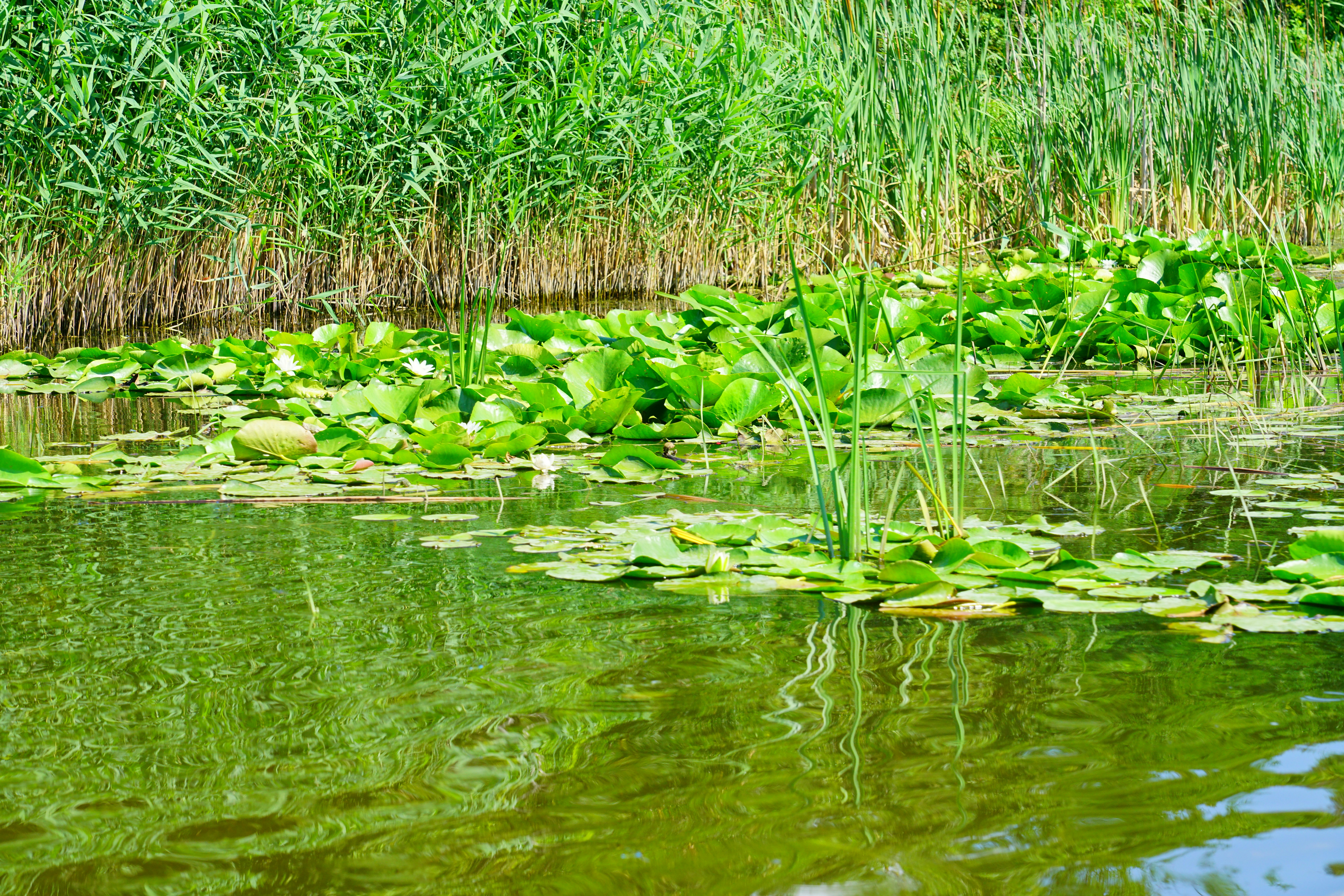 Green Shallows: Lily Pads and Reeds Along a Quiet Watercourse