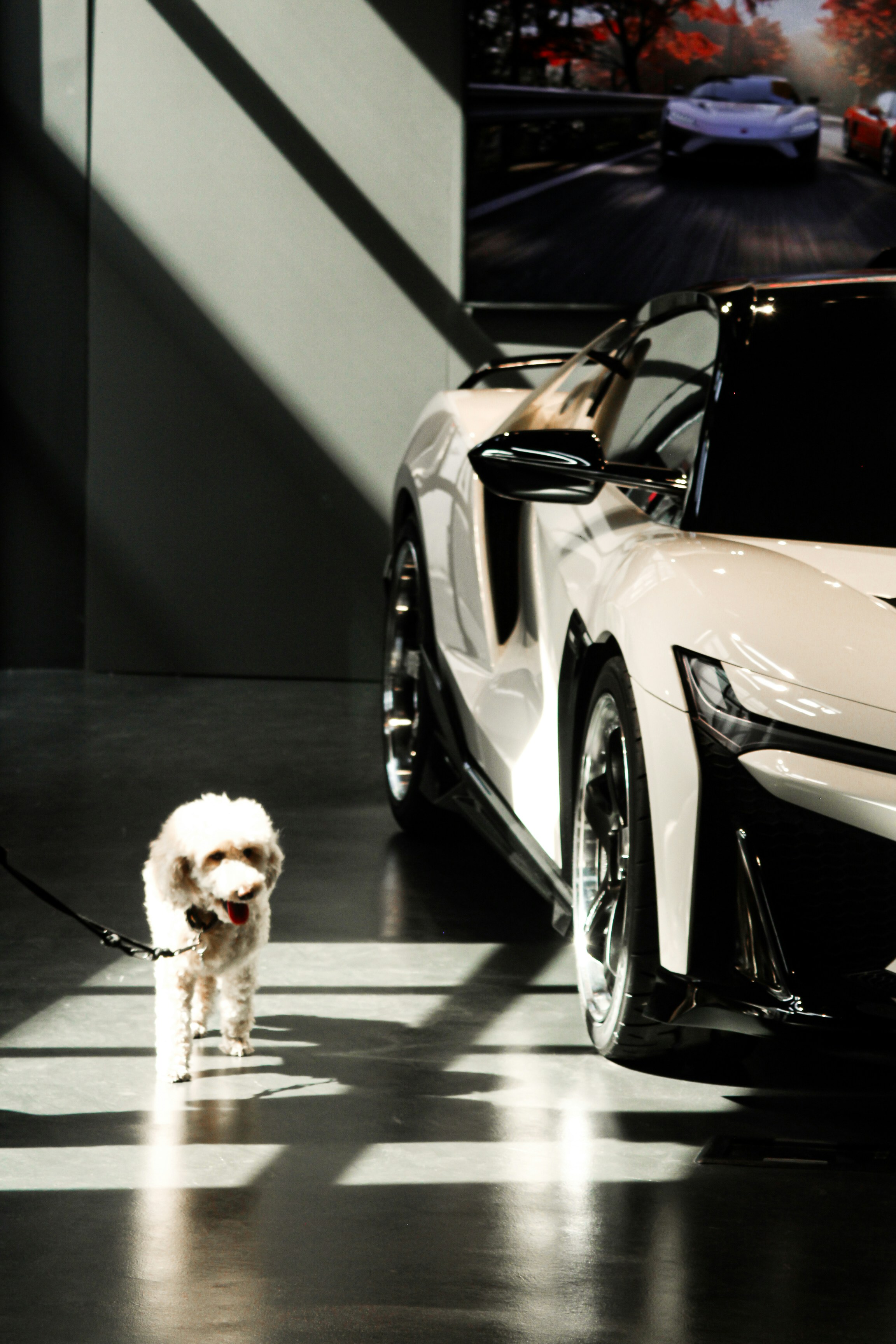 Luxe Car Spotlight: A White Supercar and Small Companion