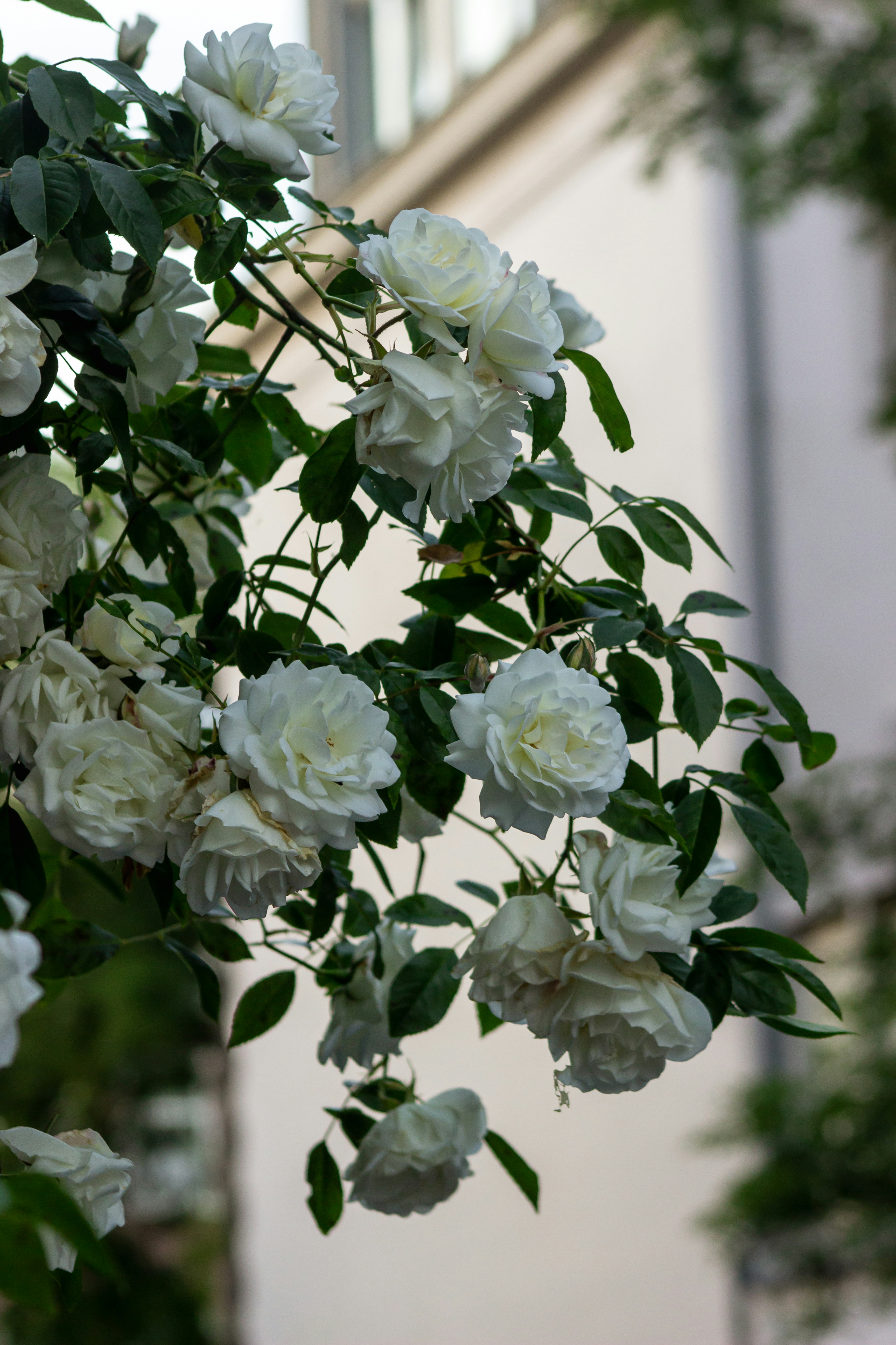 Photo by İlke Yazgan with Canon EOS 600D