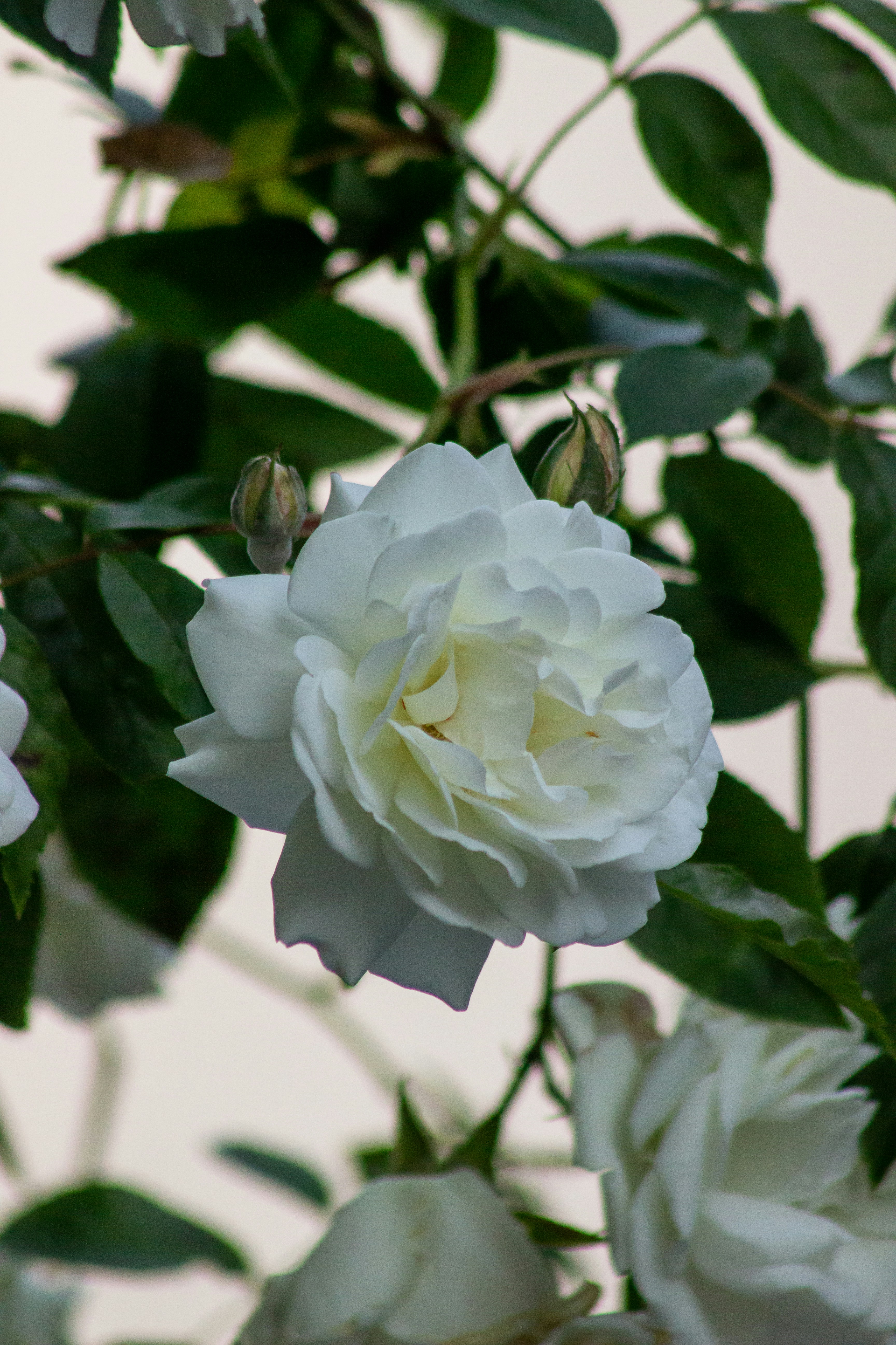 White Rose in Focus: Soft Blooms Against a Quiet Garden