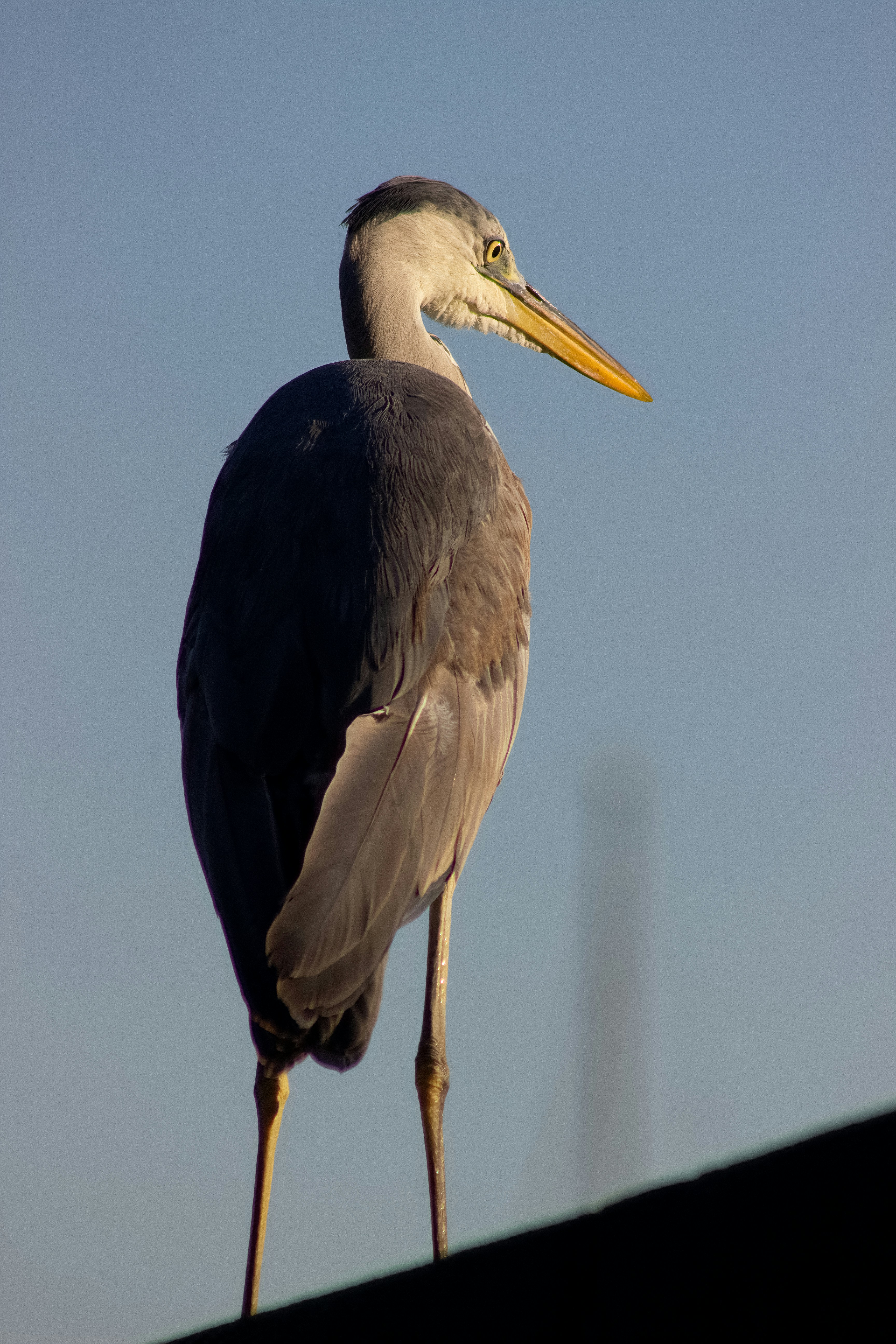 Perched Heron in afternoon light, gaze to the horizon