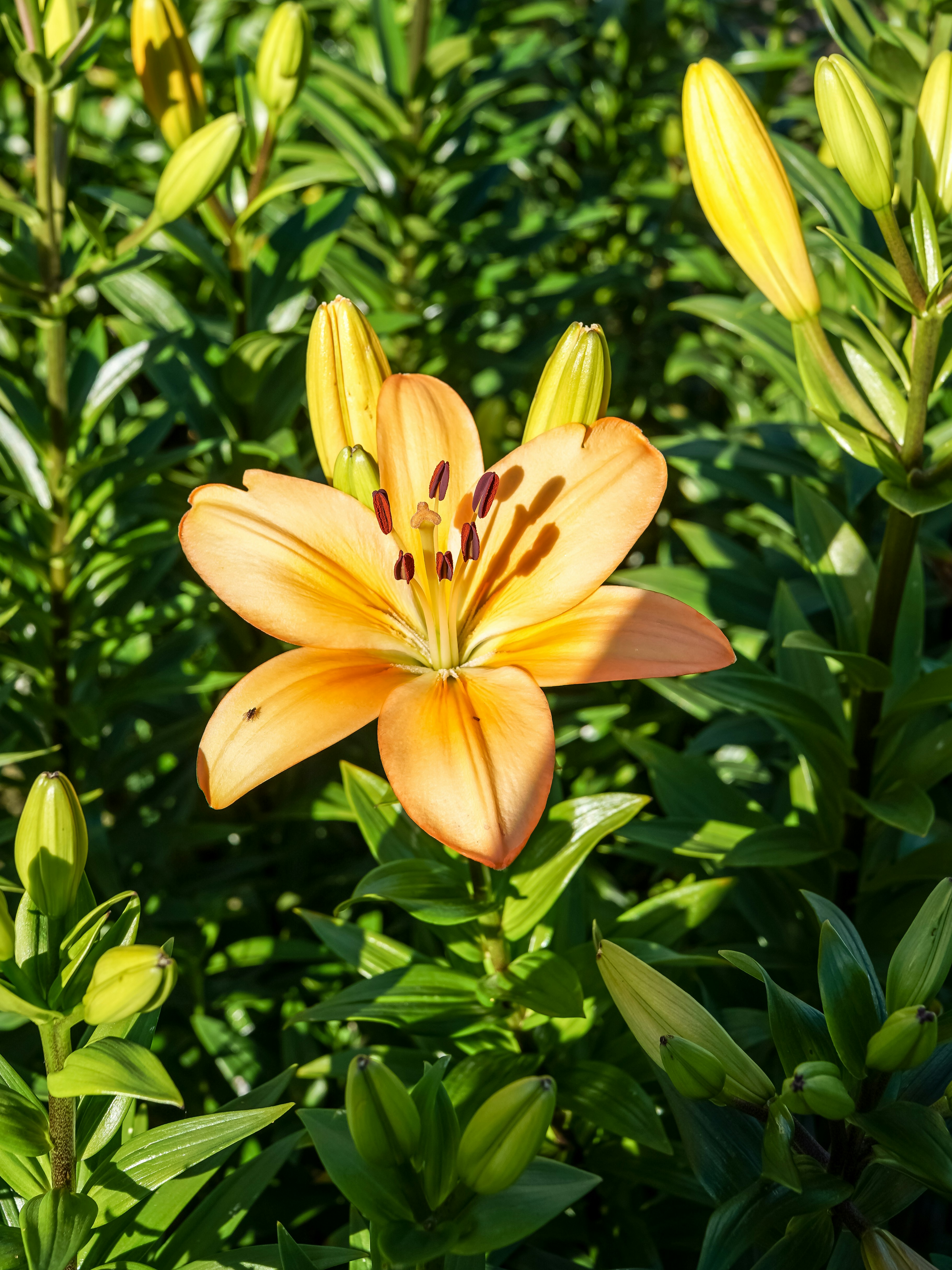 Orange Lily Burst Among Green Buds