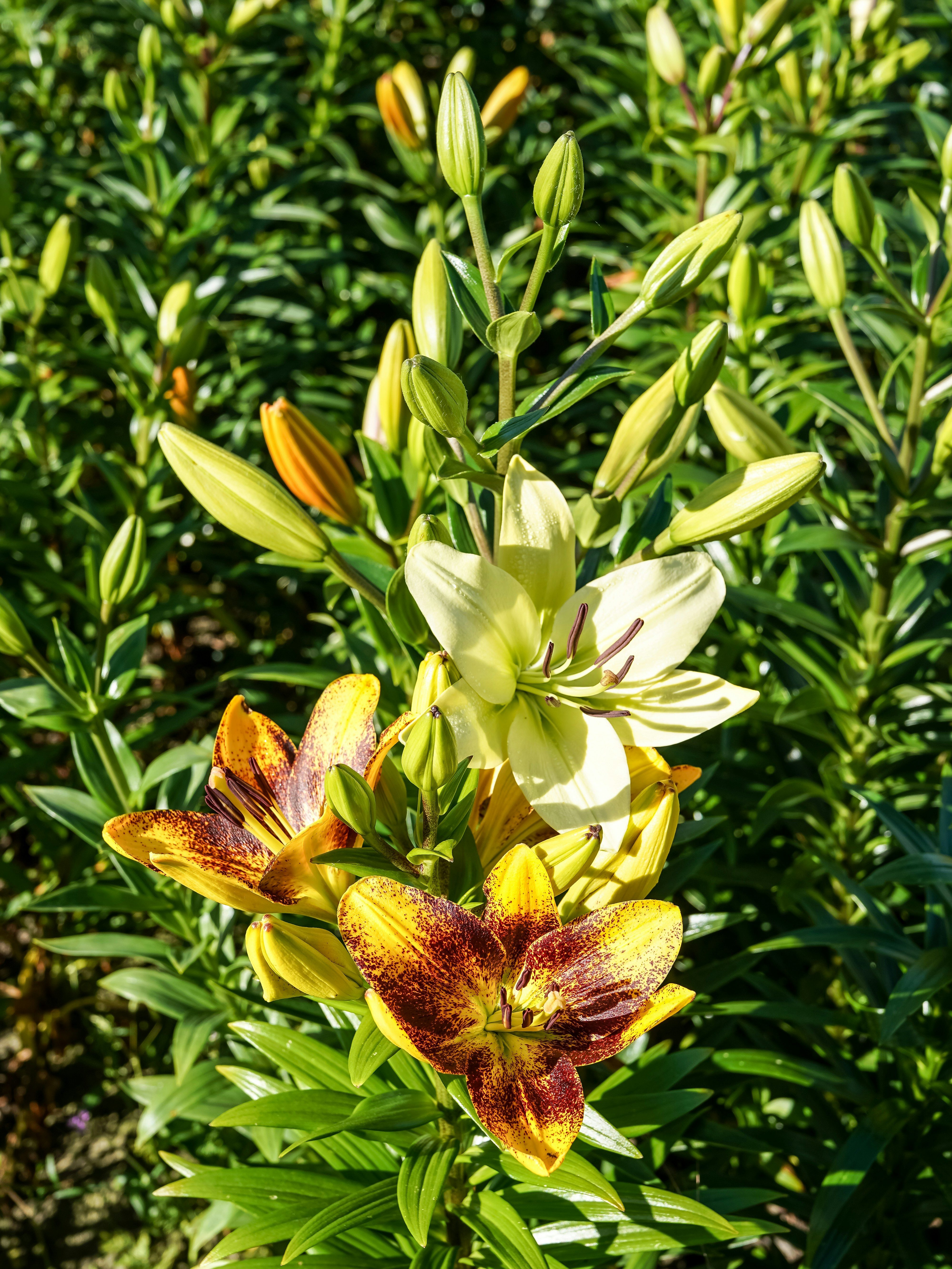 Sunlit Lily Cluster: Cream and Amber Blooms Amid Verdant Greenery