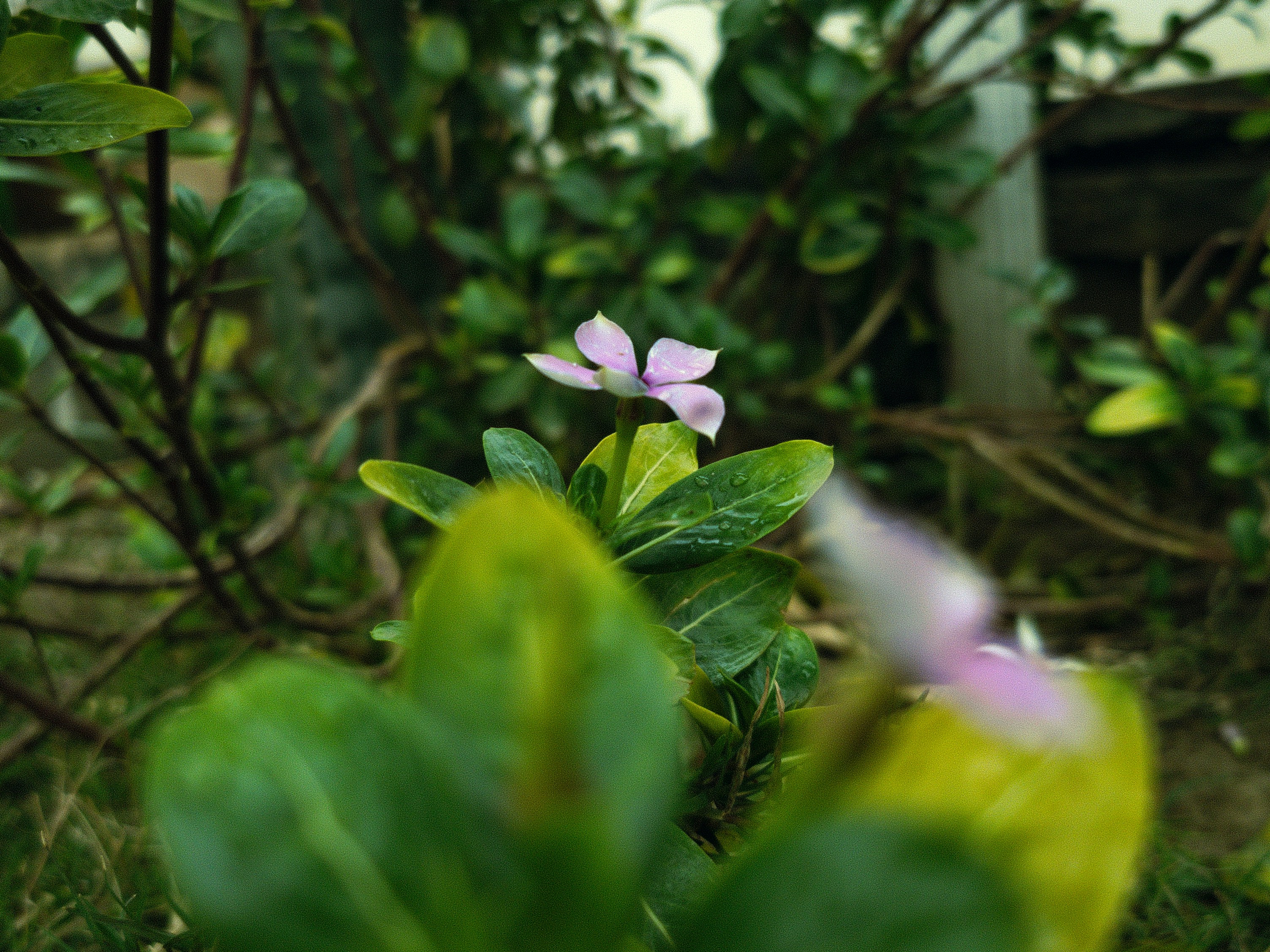 Delicate pink flower rises from glossy foliage in a garden scene with surrounding leaves and a blurred background.