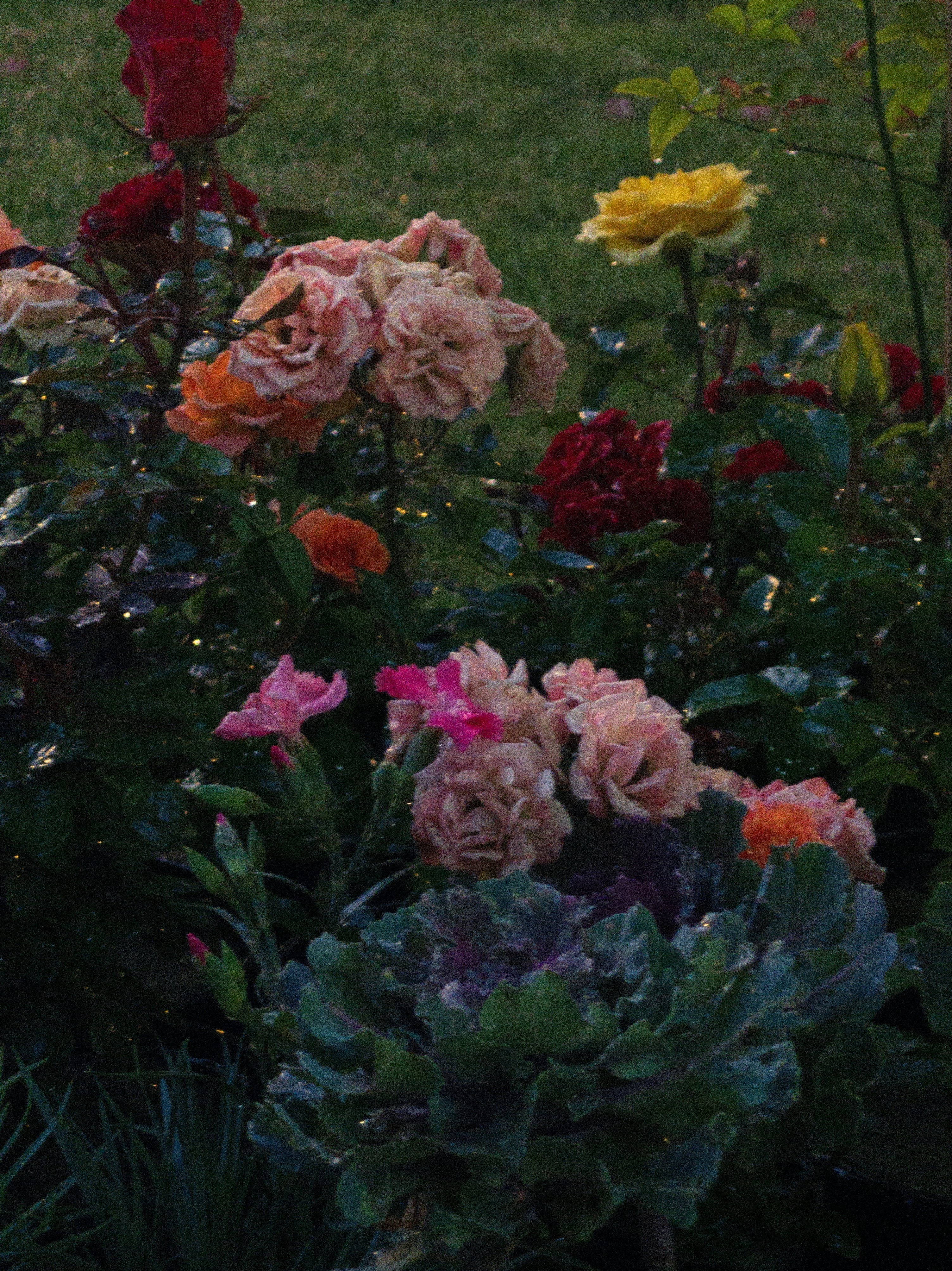 A cluster of roses in soft hues fills a garden bed, with a dark green backdrop of leaves and a hint of lawn beyond. This is a garden scene showing varied rose colors and a foreground succulent shrub.