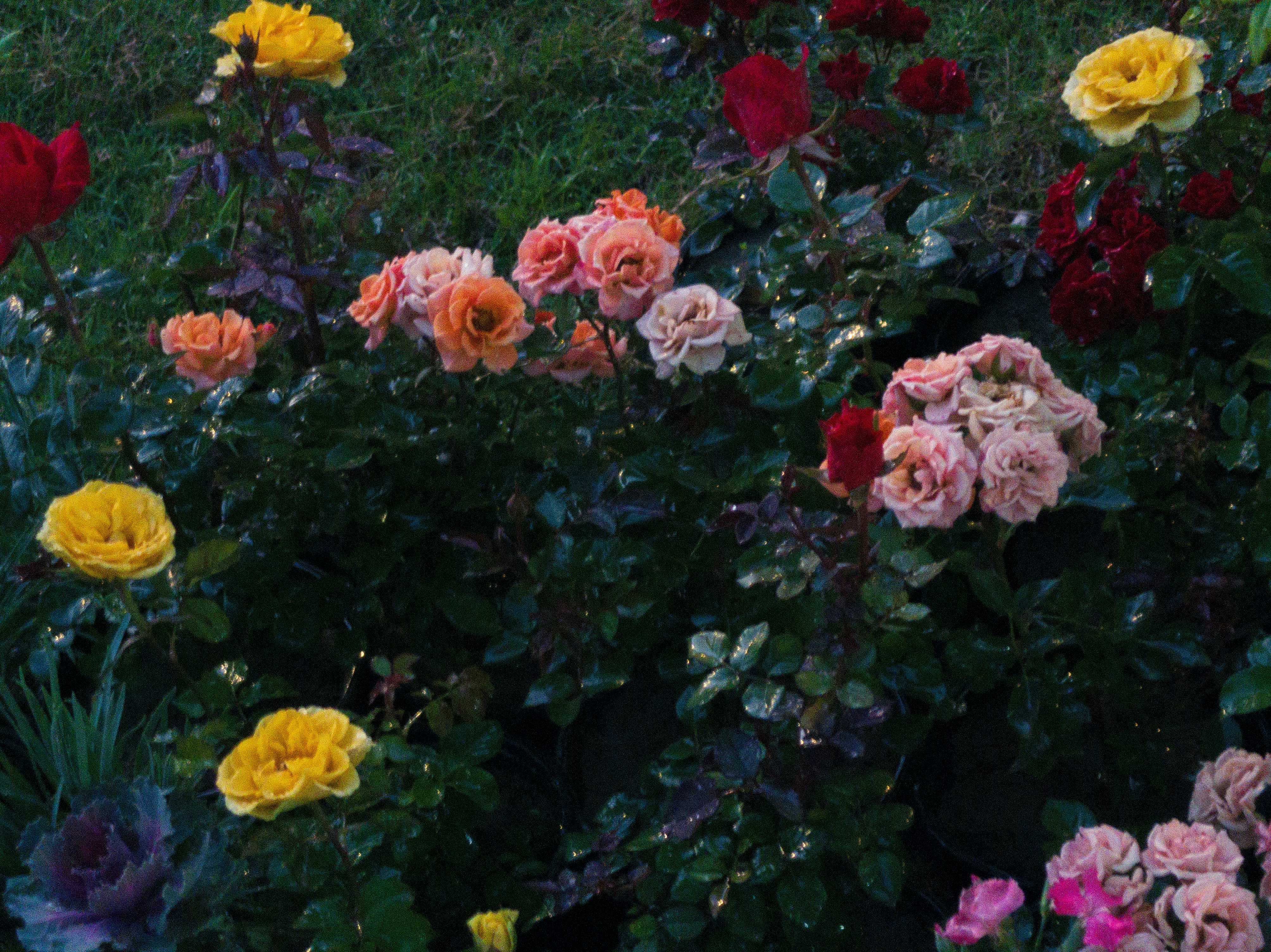Rosy tapestry: a bloom-filled garden in dusky light