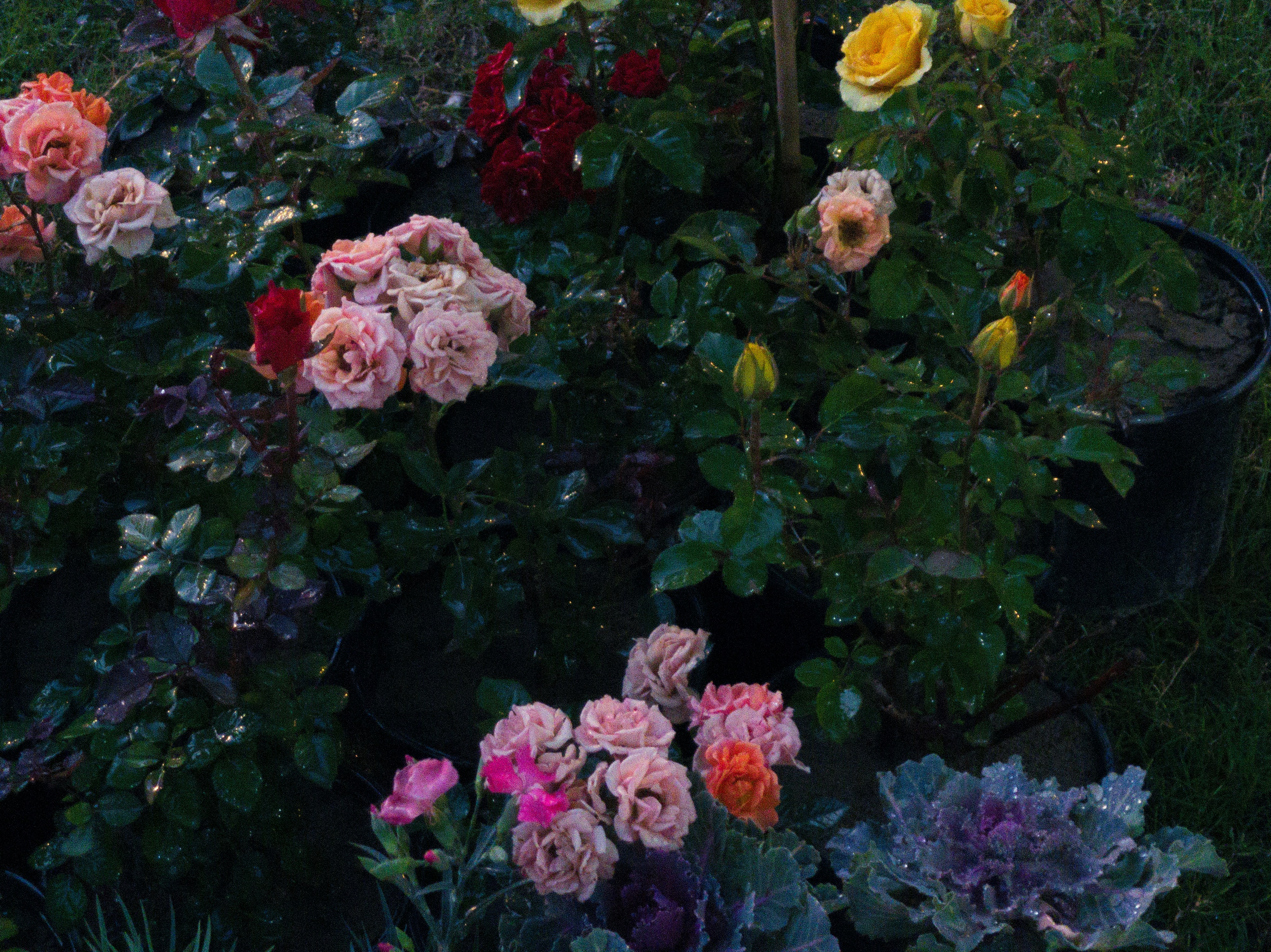 Cluster of pink, red, and yellow roses with surrounding greenery and decorative ornamental cabbages in a garden bed.