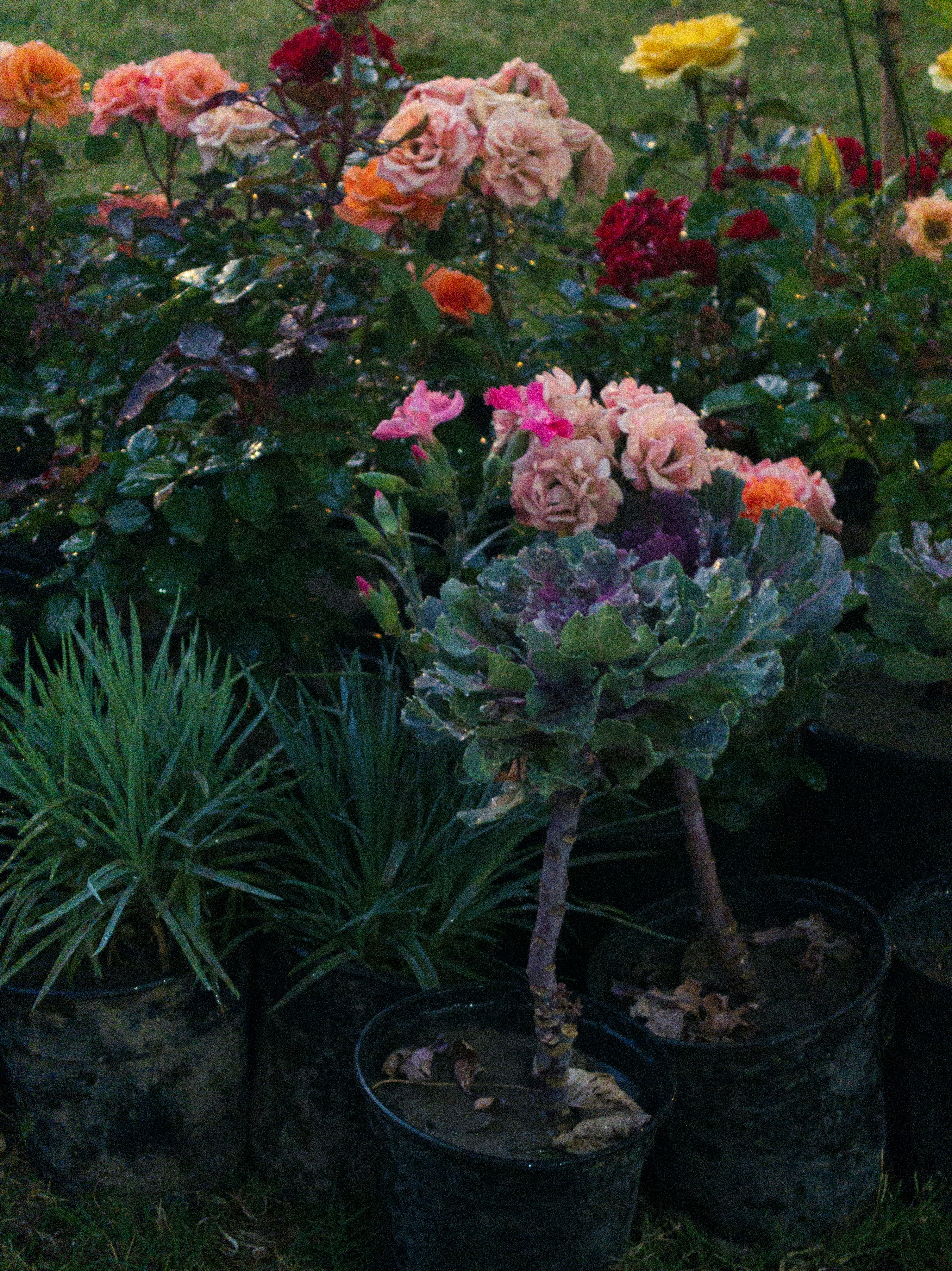 Colorful rose bushes in pots fill a garden bed, with a foreground of spiky green plants and a backdrop of vibrant blossoms.