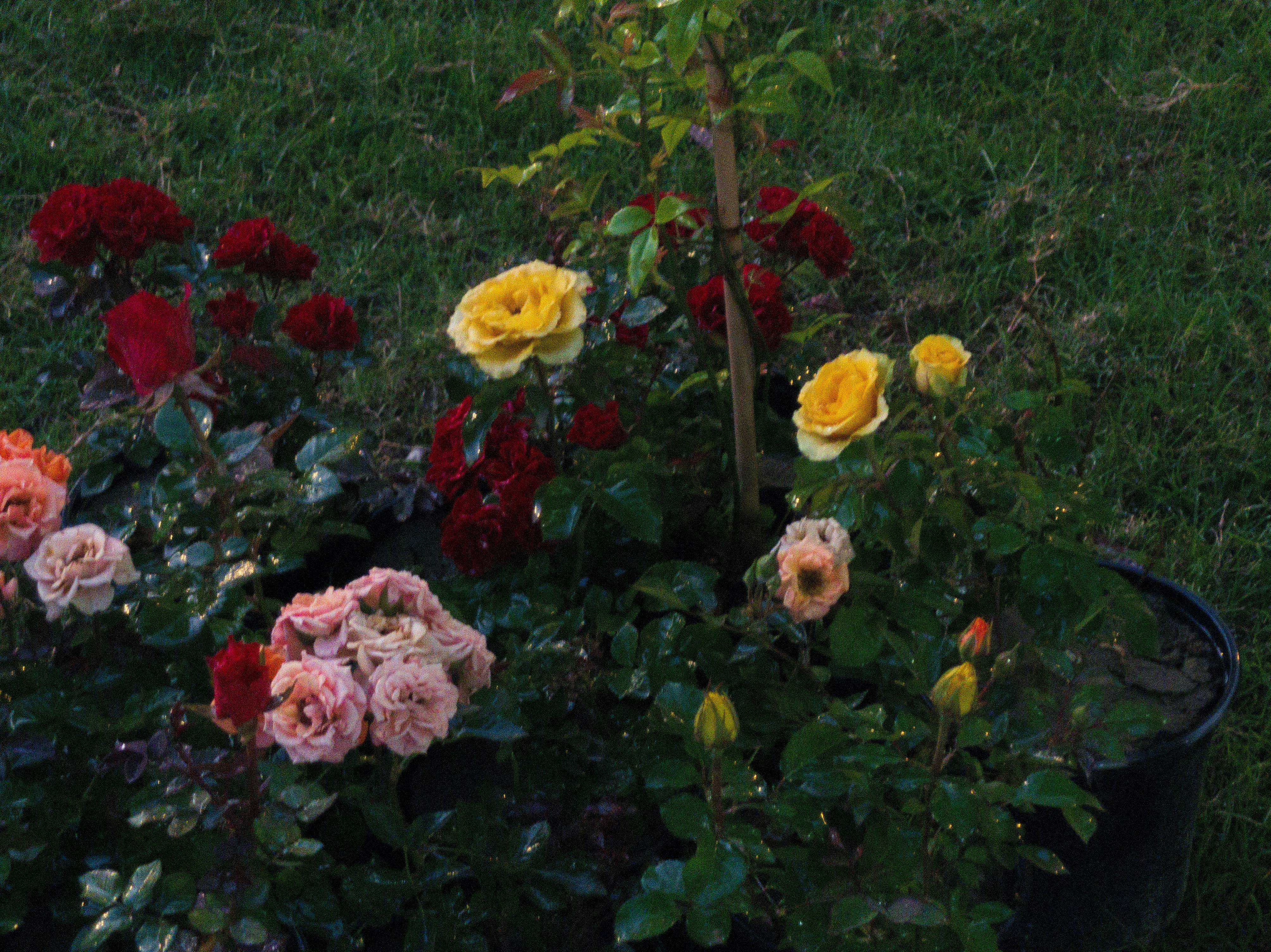 Golden Rose Among Velvet Petals