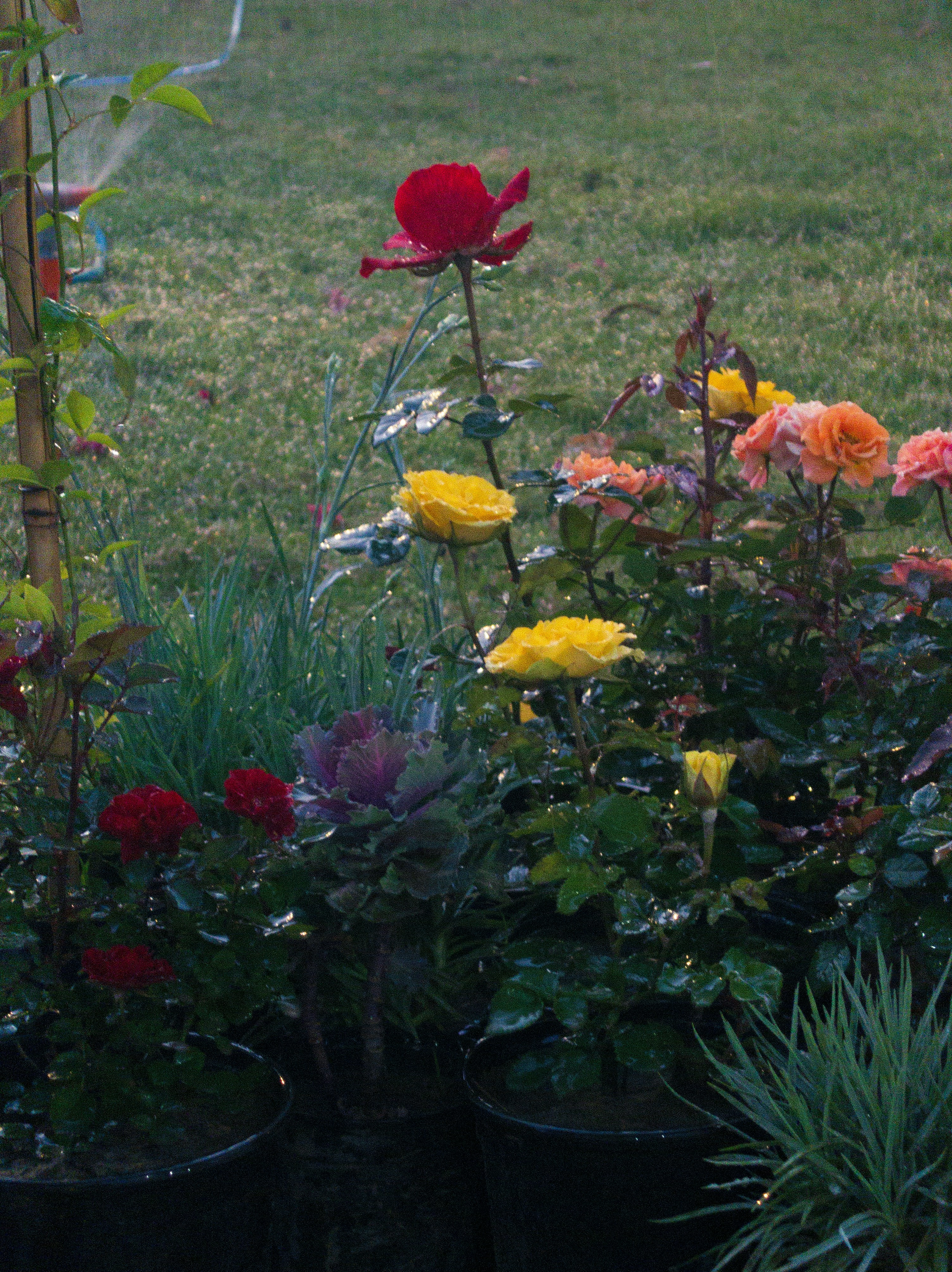 Rising Colors in a Container Bed