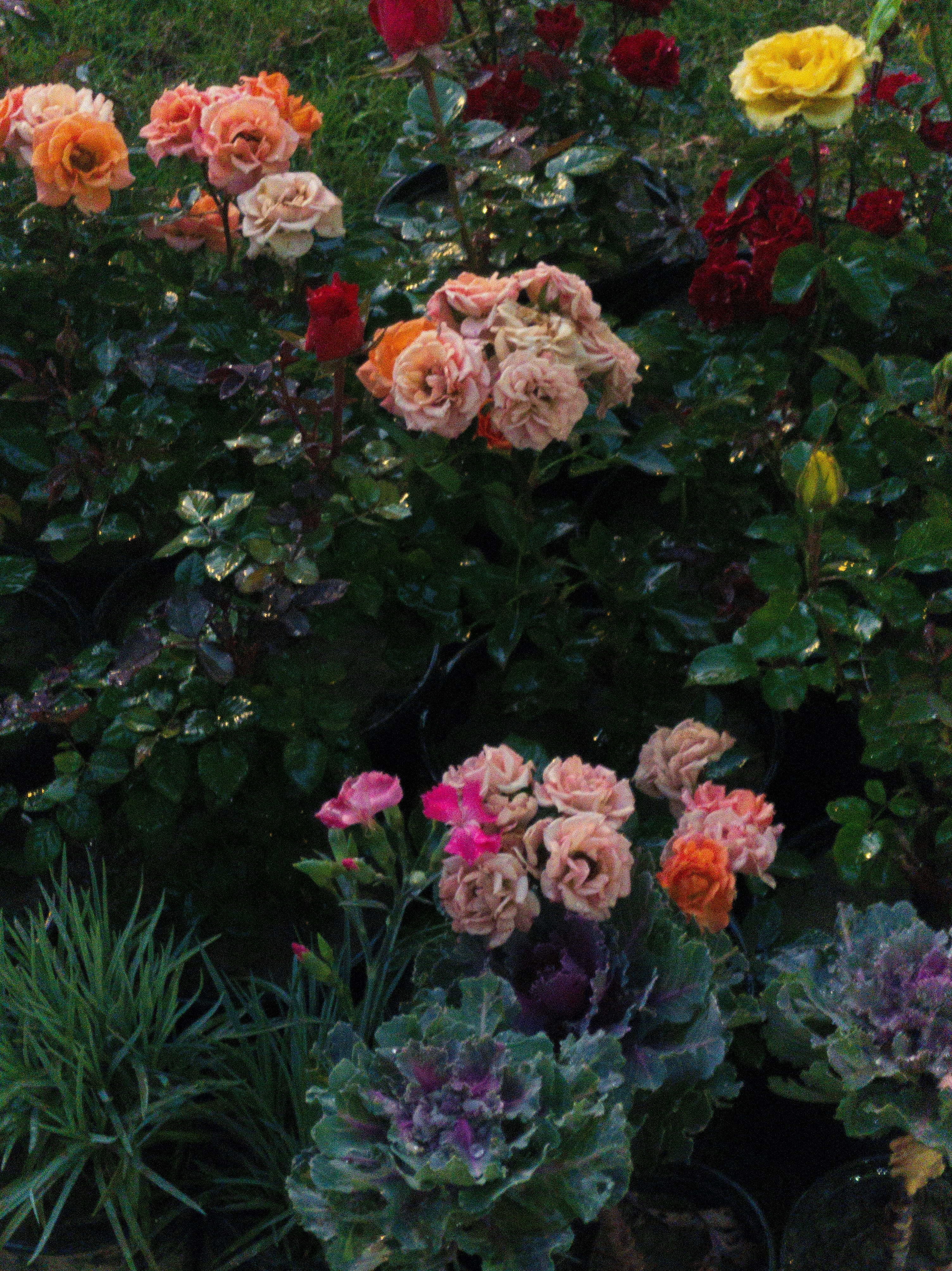 Colorful rose garden with pink, peach, and yellow blooms amid dark green foliage; foreground succulents add texture to a lush, layered display.