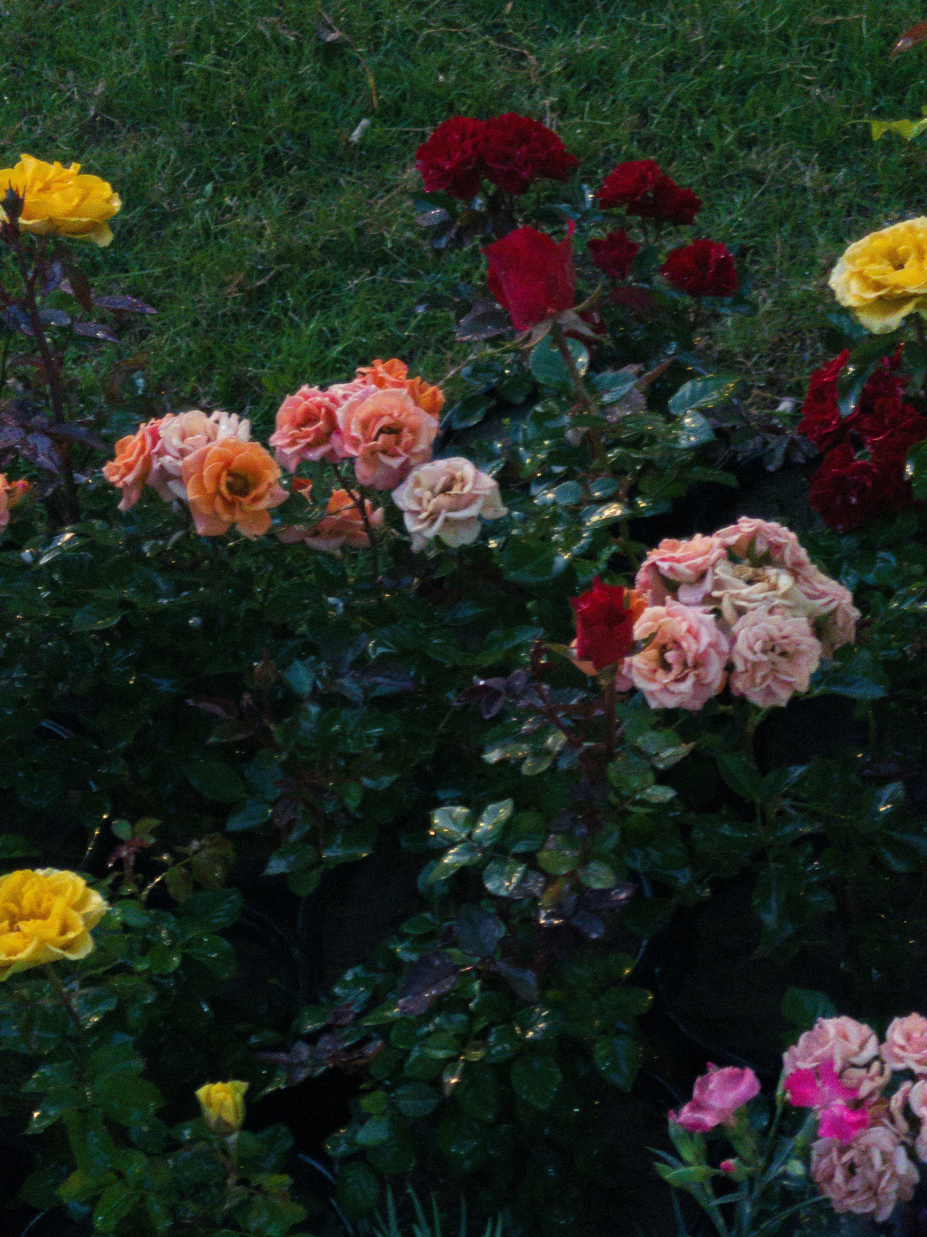 Roses in Bloom: a tapestry of peach, pink and lemon hues