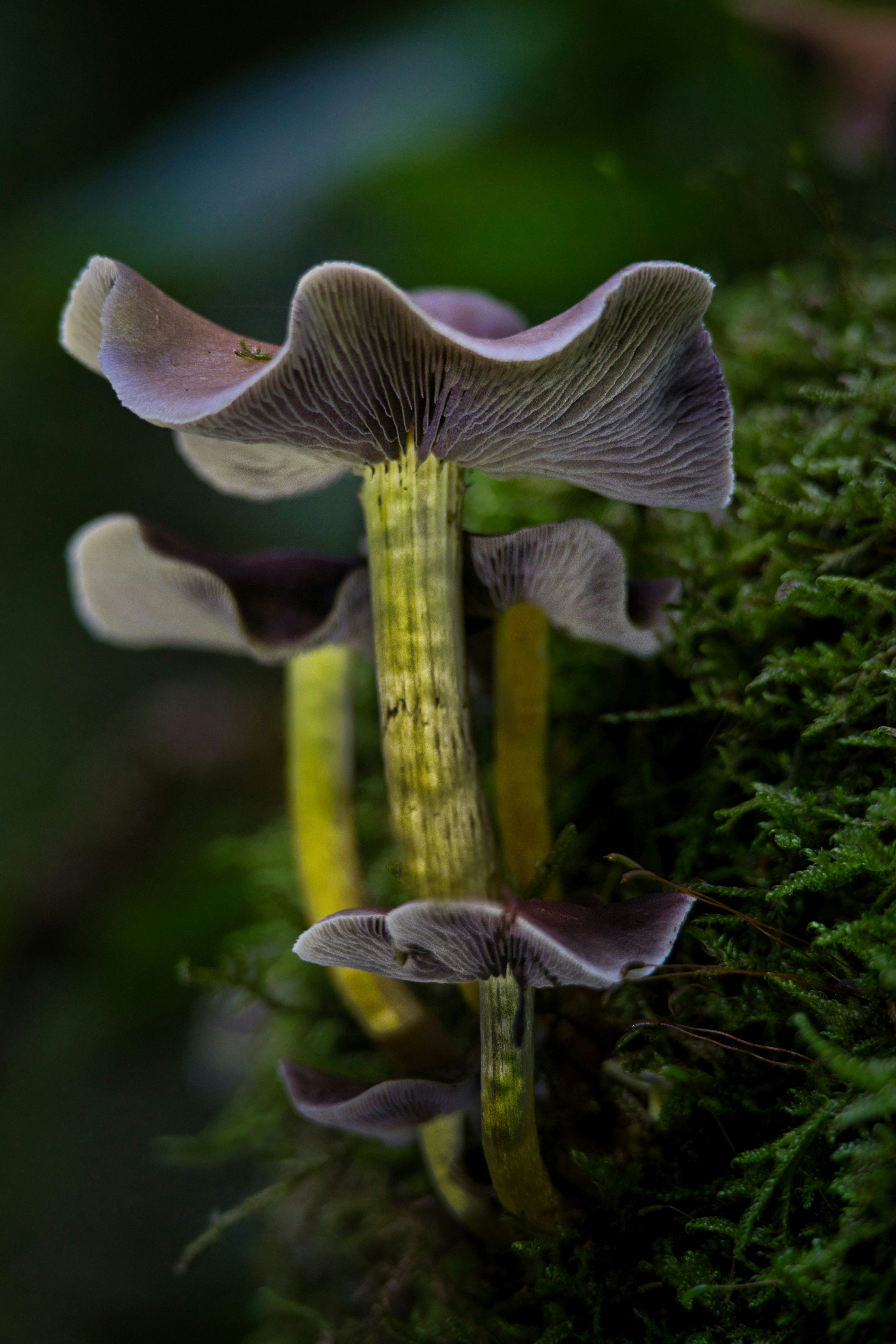 Purple-capped Mushrooms Rising from Mossy Stalks