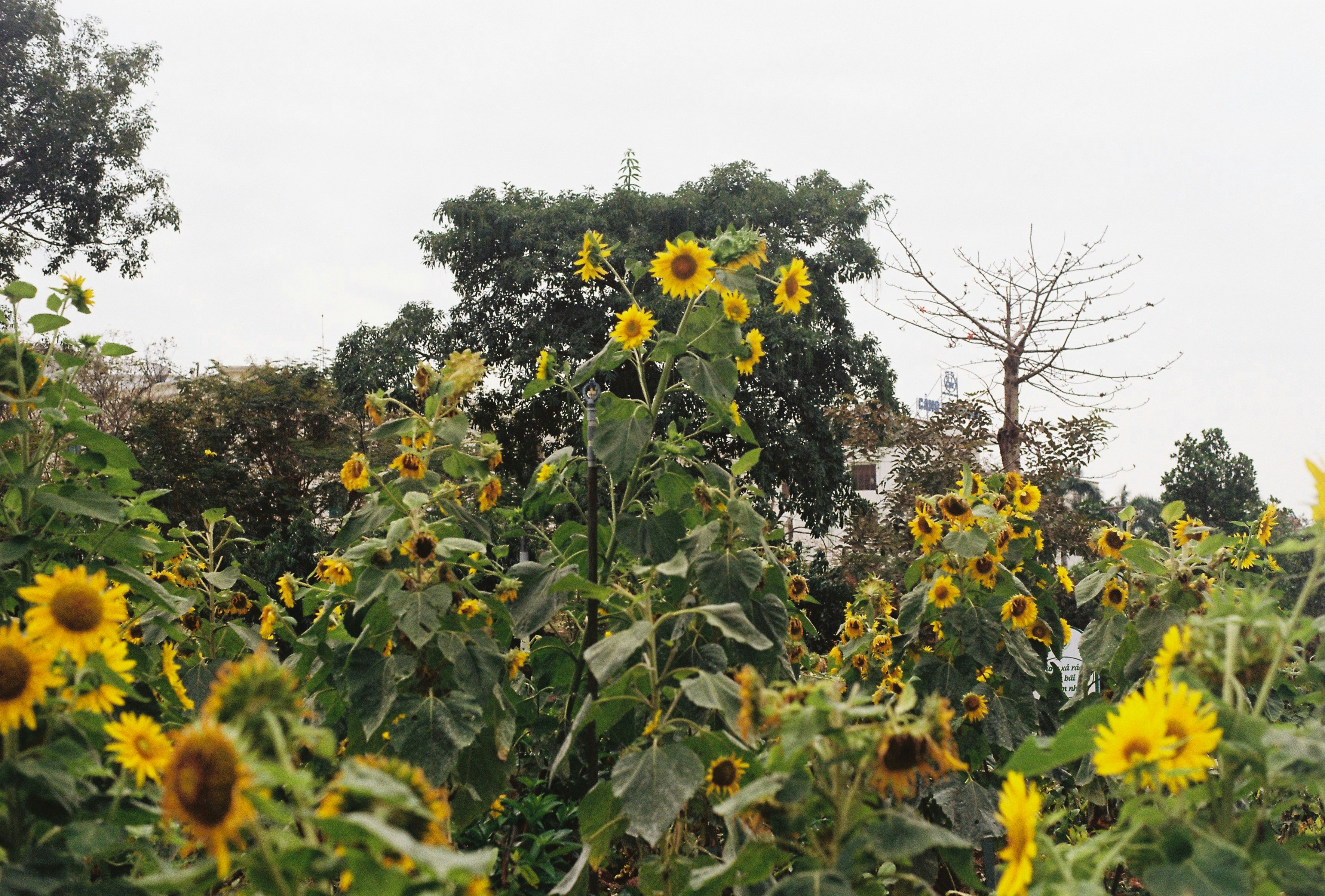 Photo by Selina Quynh with Fujifilm SP-3000