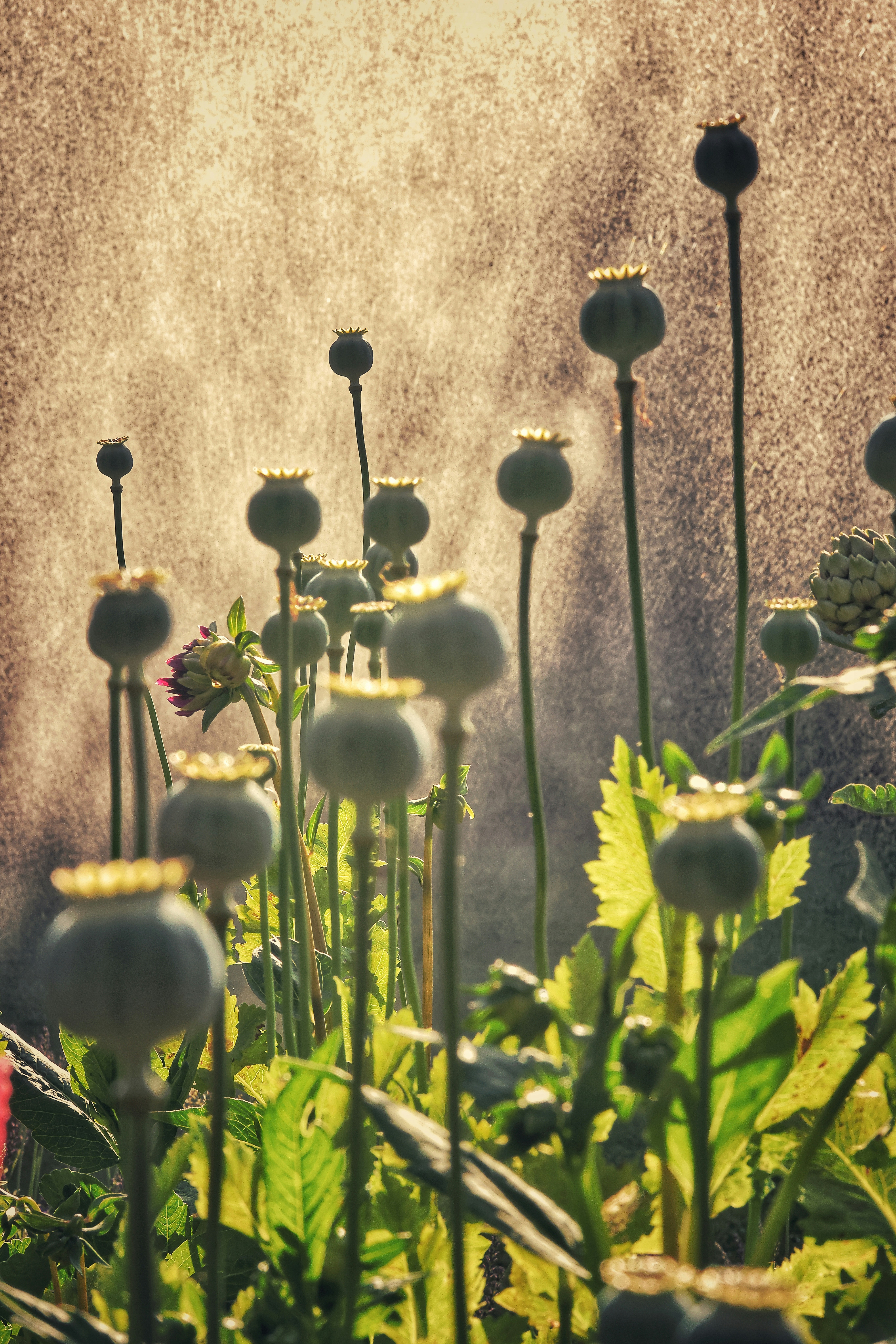 Golden Seedheads in Backlit Garden with Soft Mist