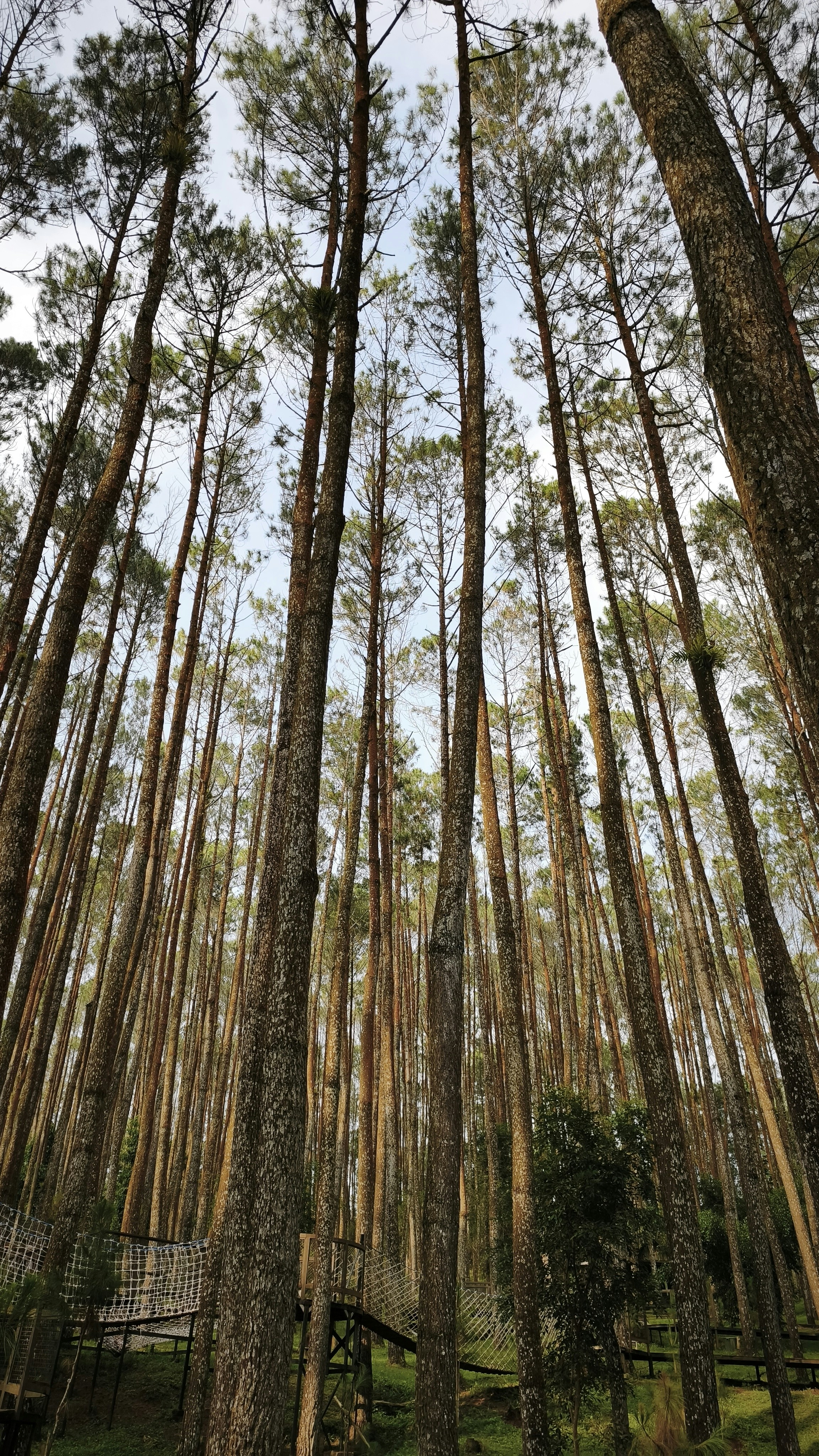 A Cathedral of Pines: Sunlit trunks Reaching for the Sky