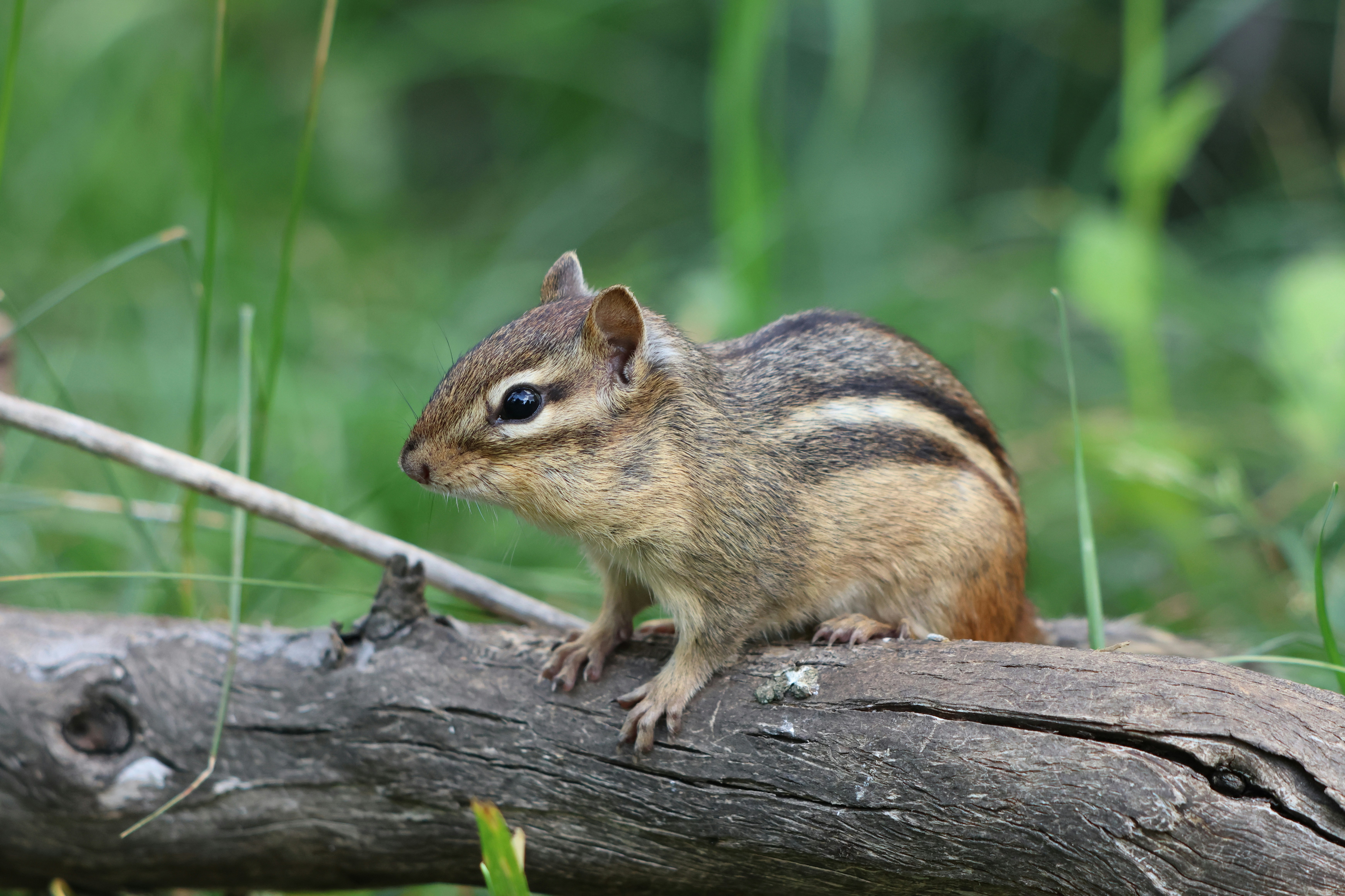 An Eastern Chipmunk looking out from a small log