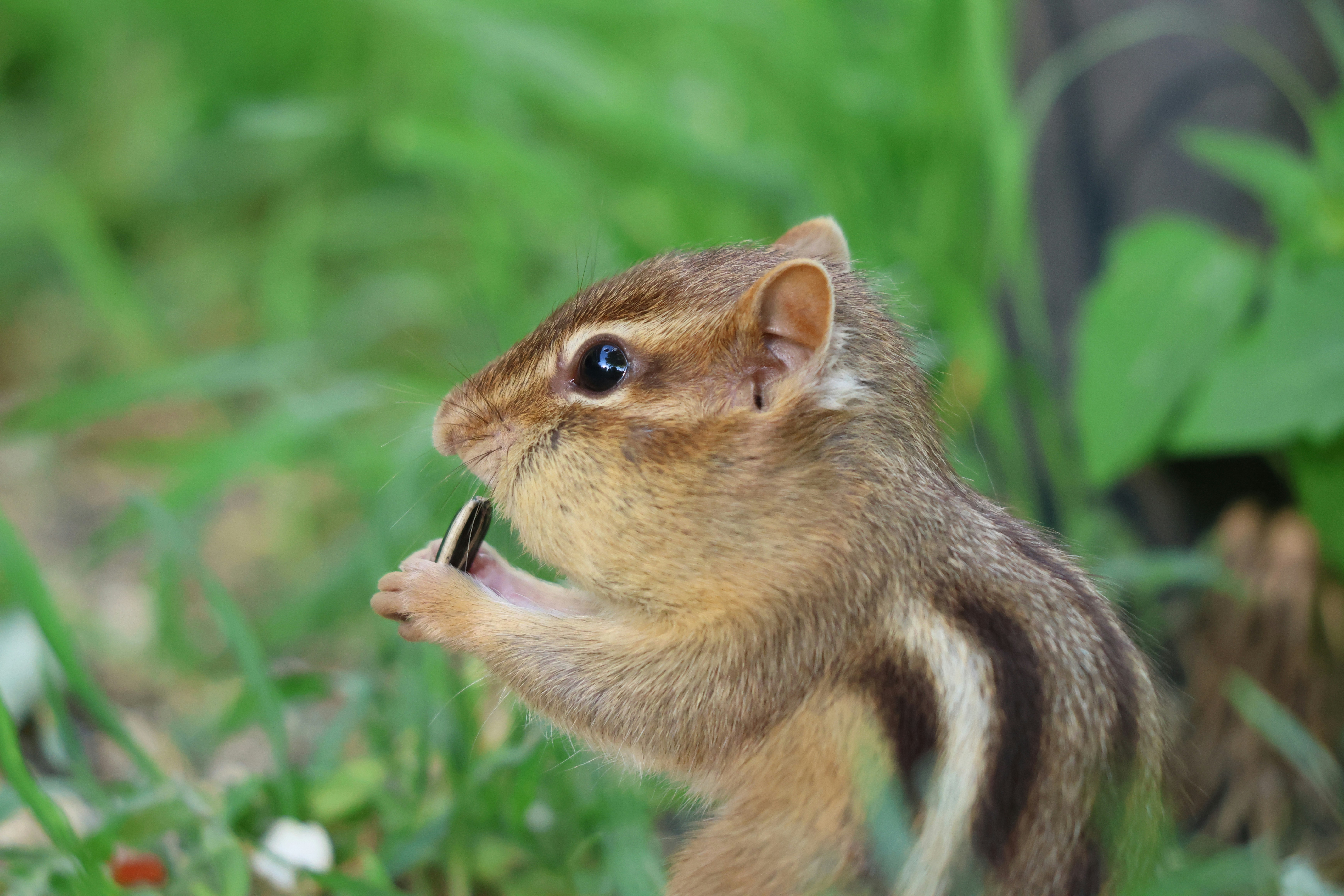 Nibbling Squirrel: Close-Up of a Curious Chipmunk in Spring Meadow