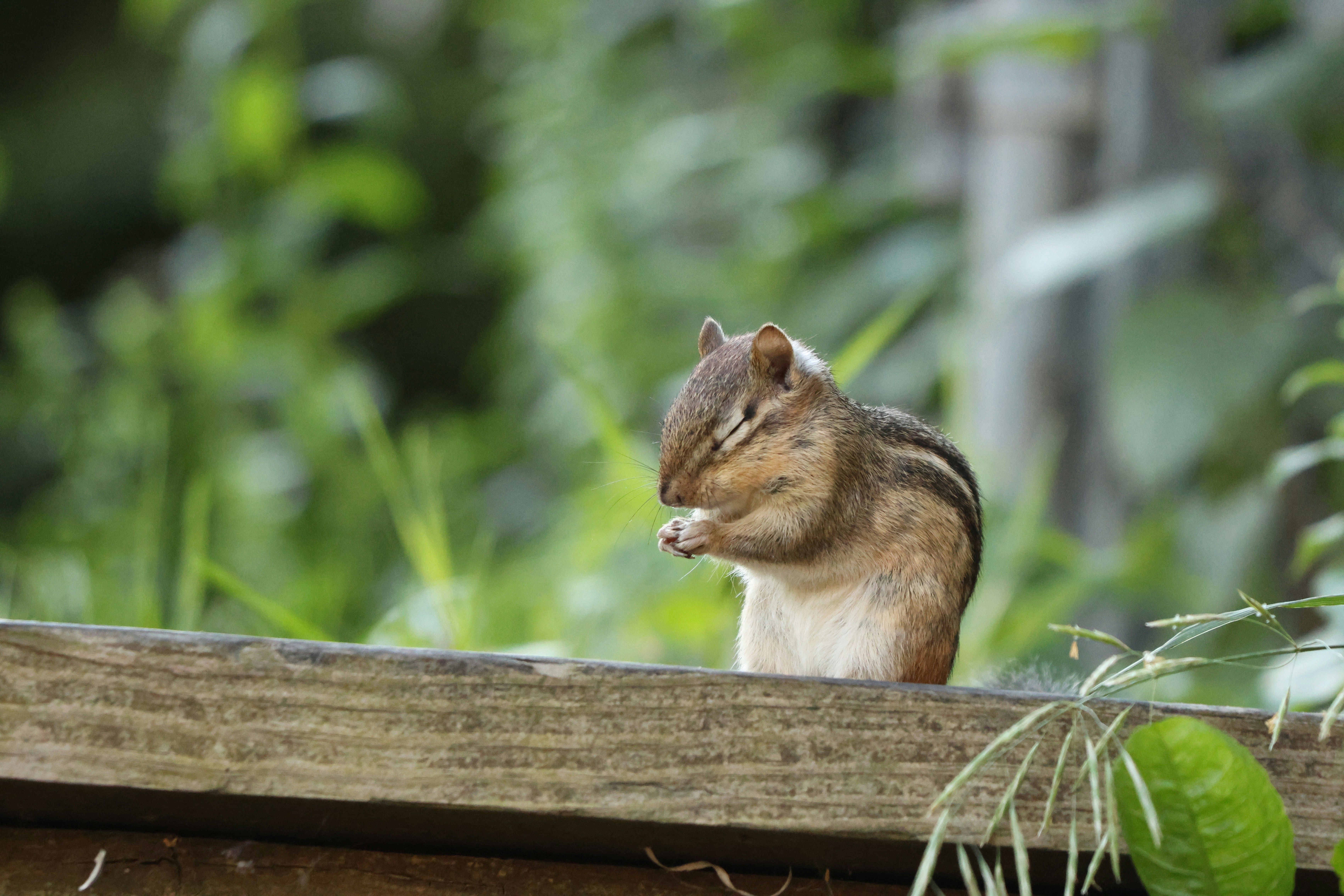 Curious Squirrel on a Weathered Fence