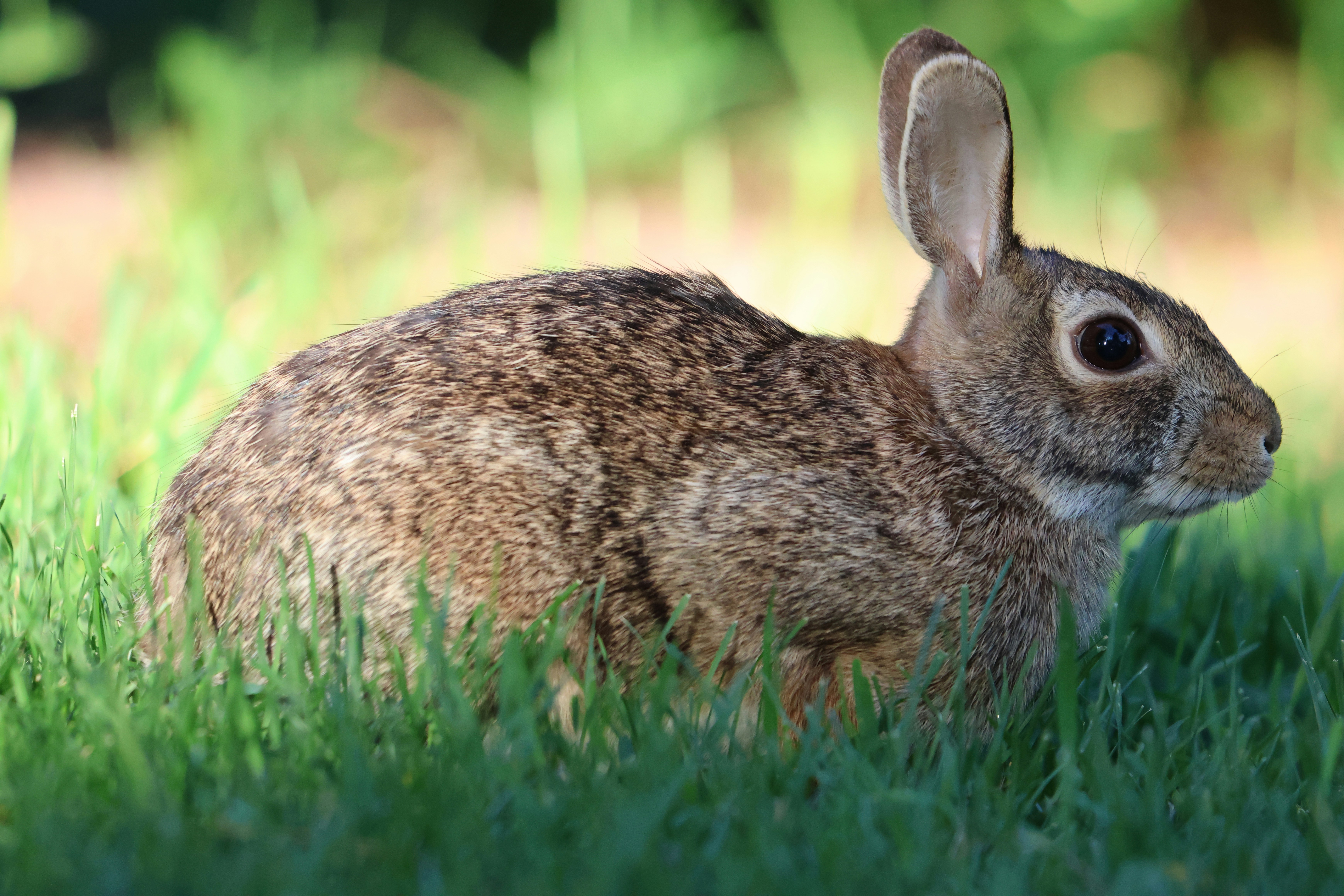 Low Sunlit Rabbit in a Quiet Meadow