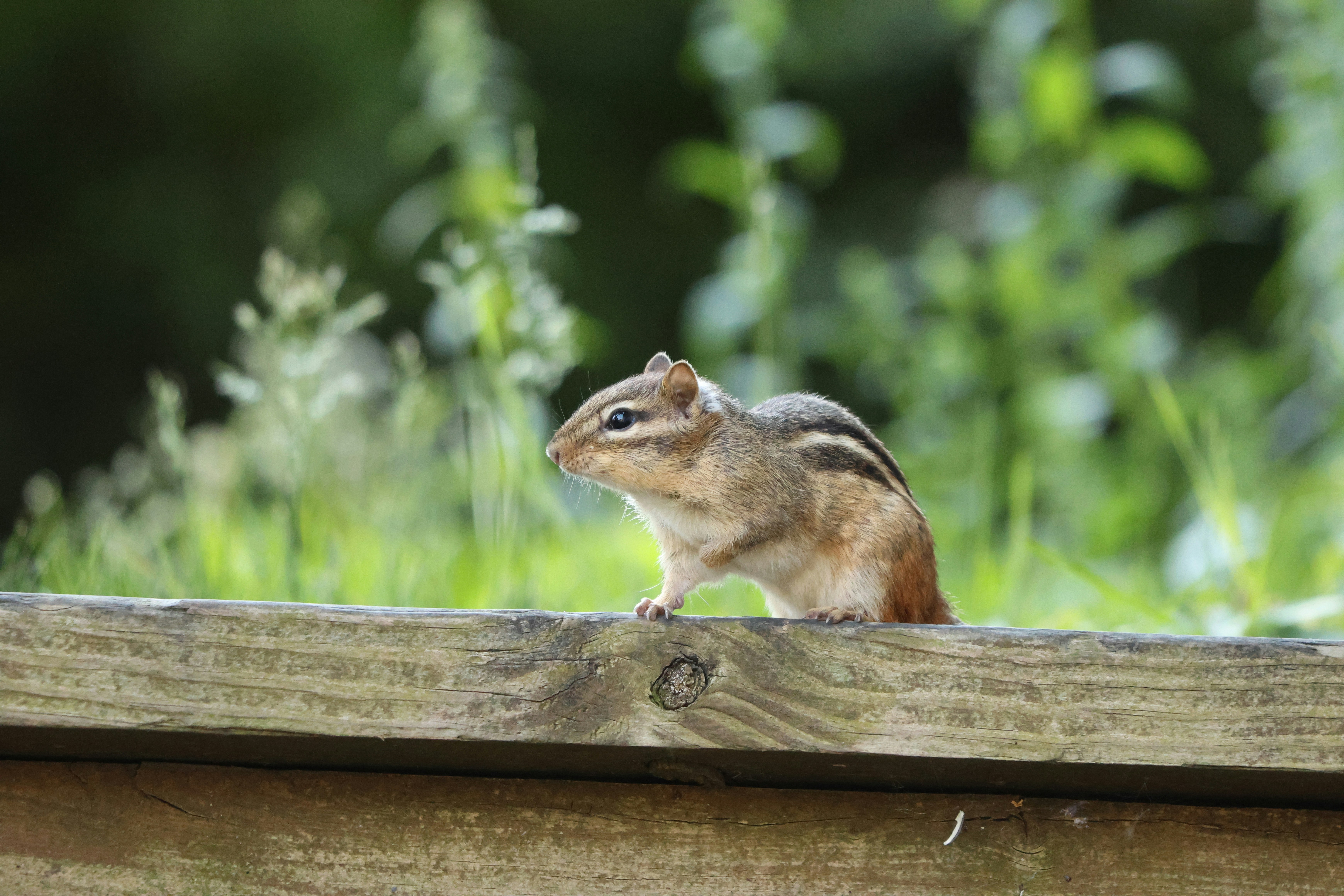 Squirrel on a weathered wooden rail, mid-scene in a sunlit garden