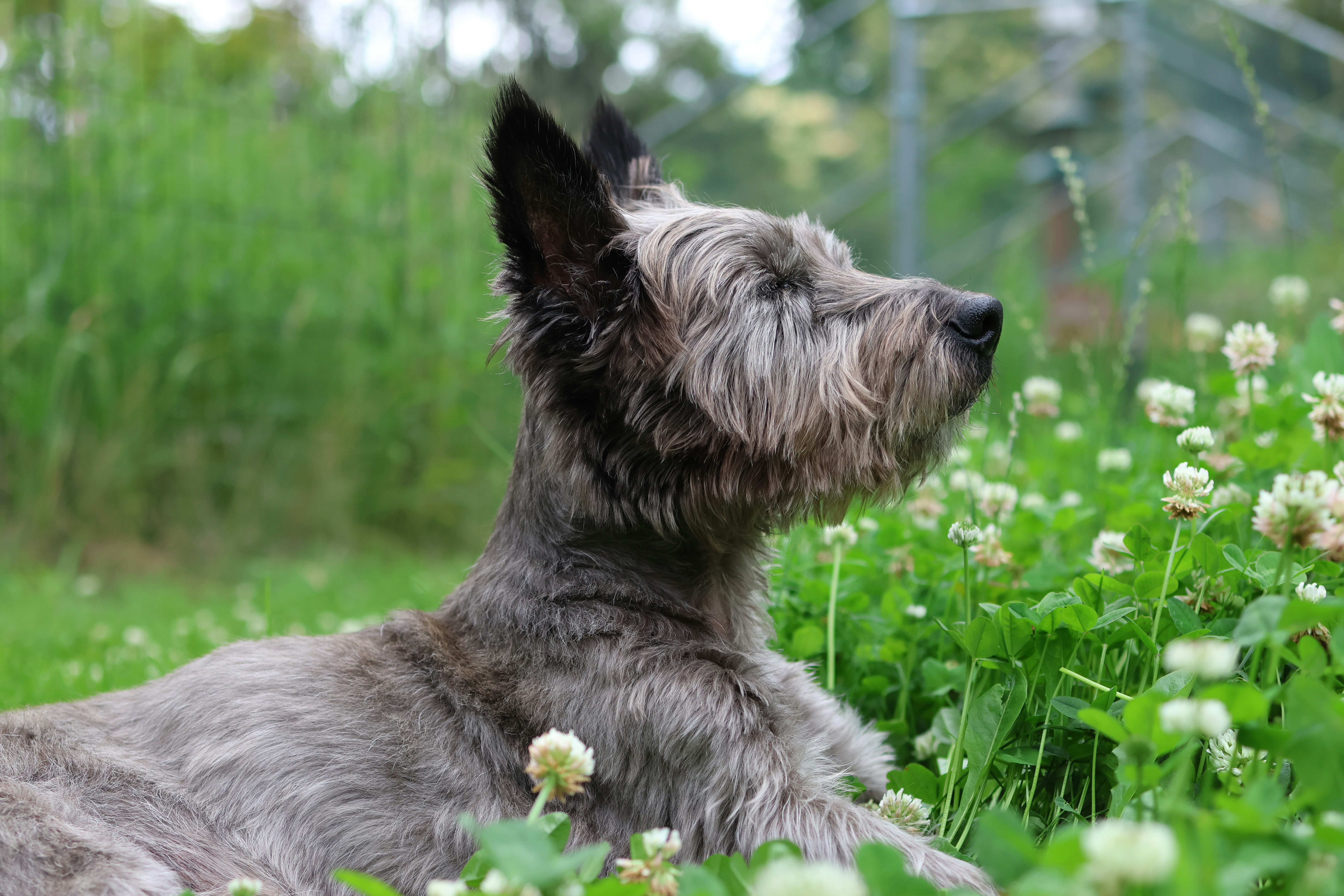 Tranquil Grassland Watch: A Schnauzer in Bloom