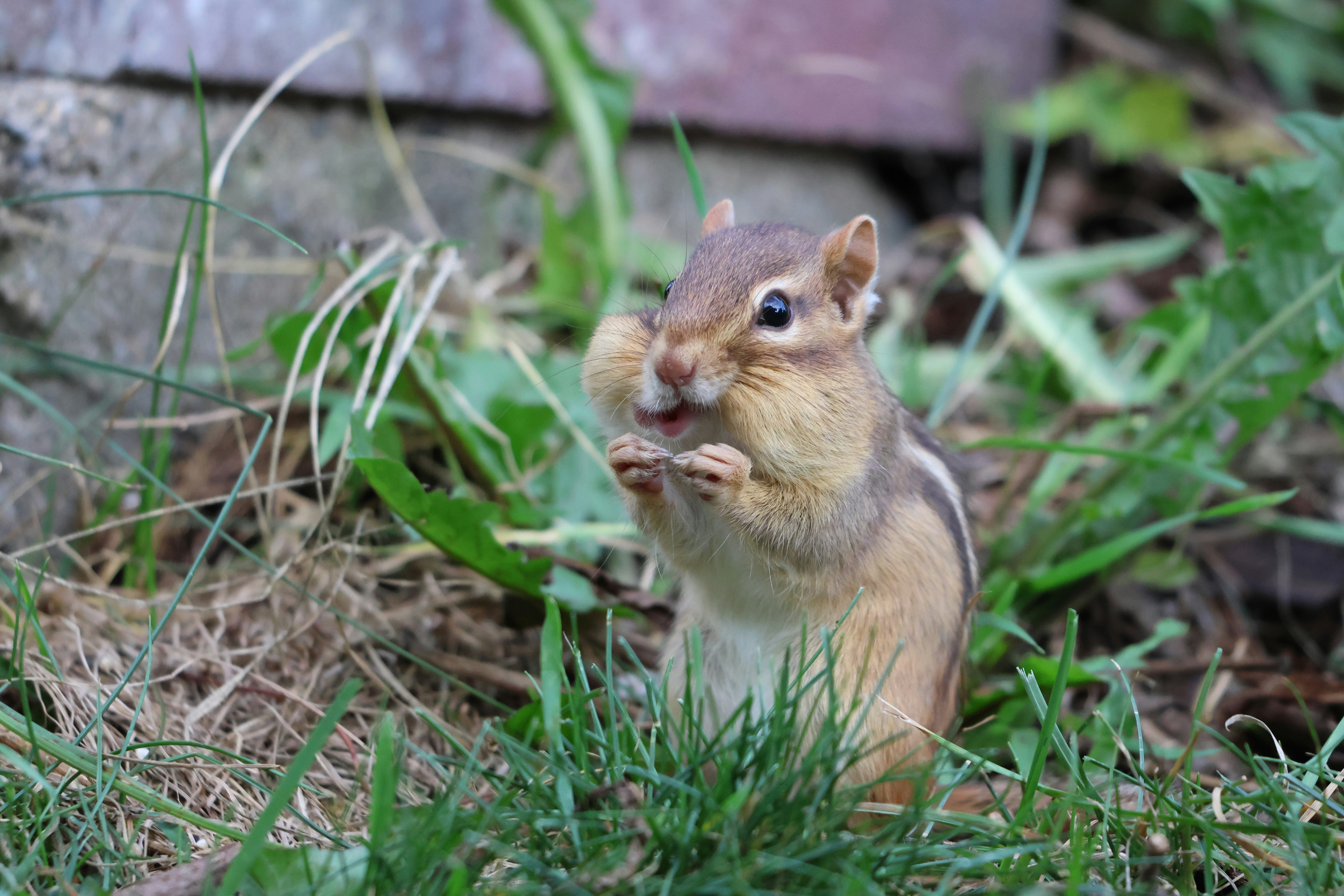 Nibbling Surprise: A Squirrel Pause Among Garden Greens
