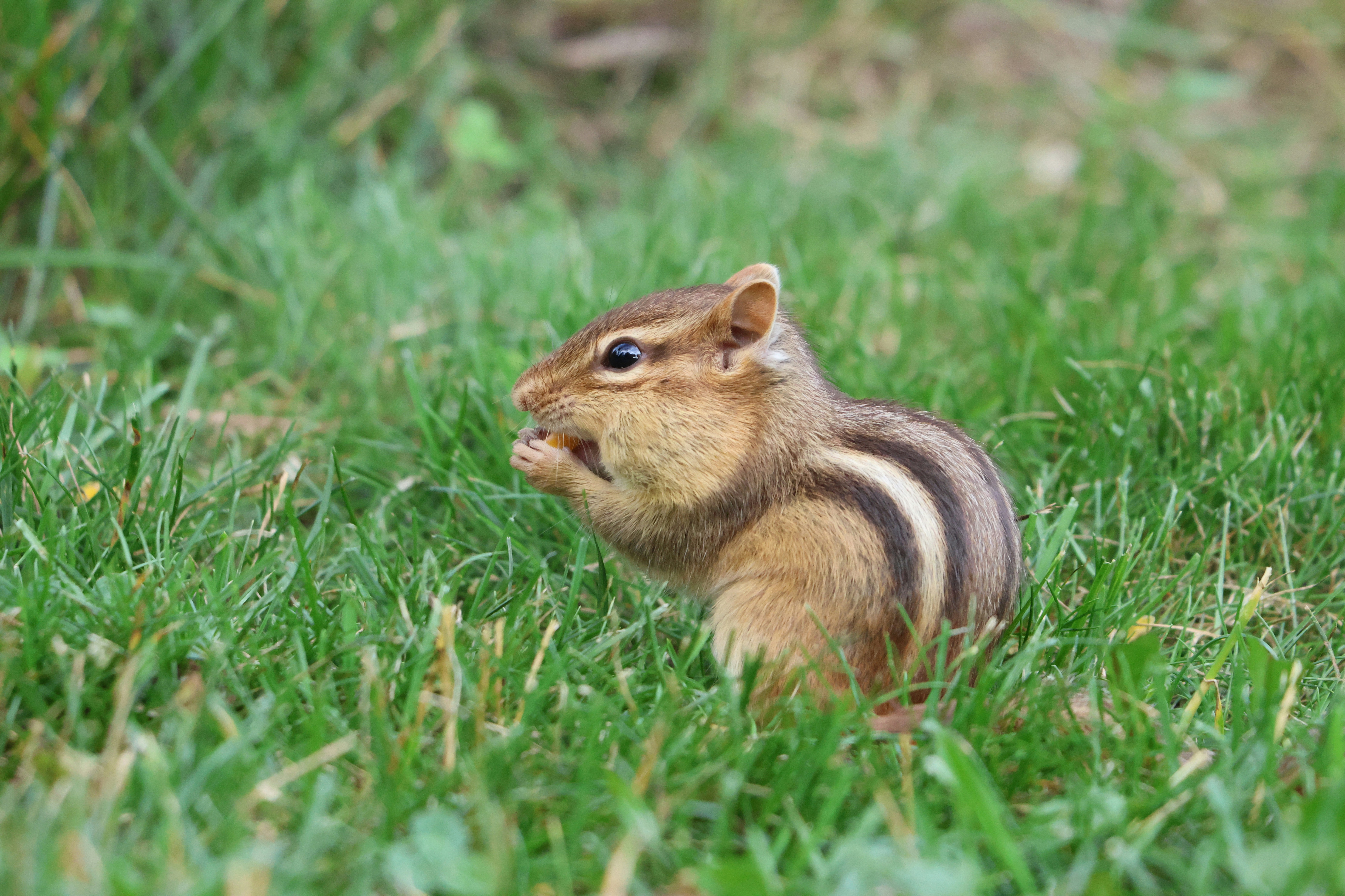 Chipmunk in Sunlit Grass: A Quick Snack Break