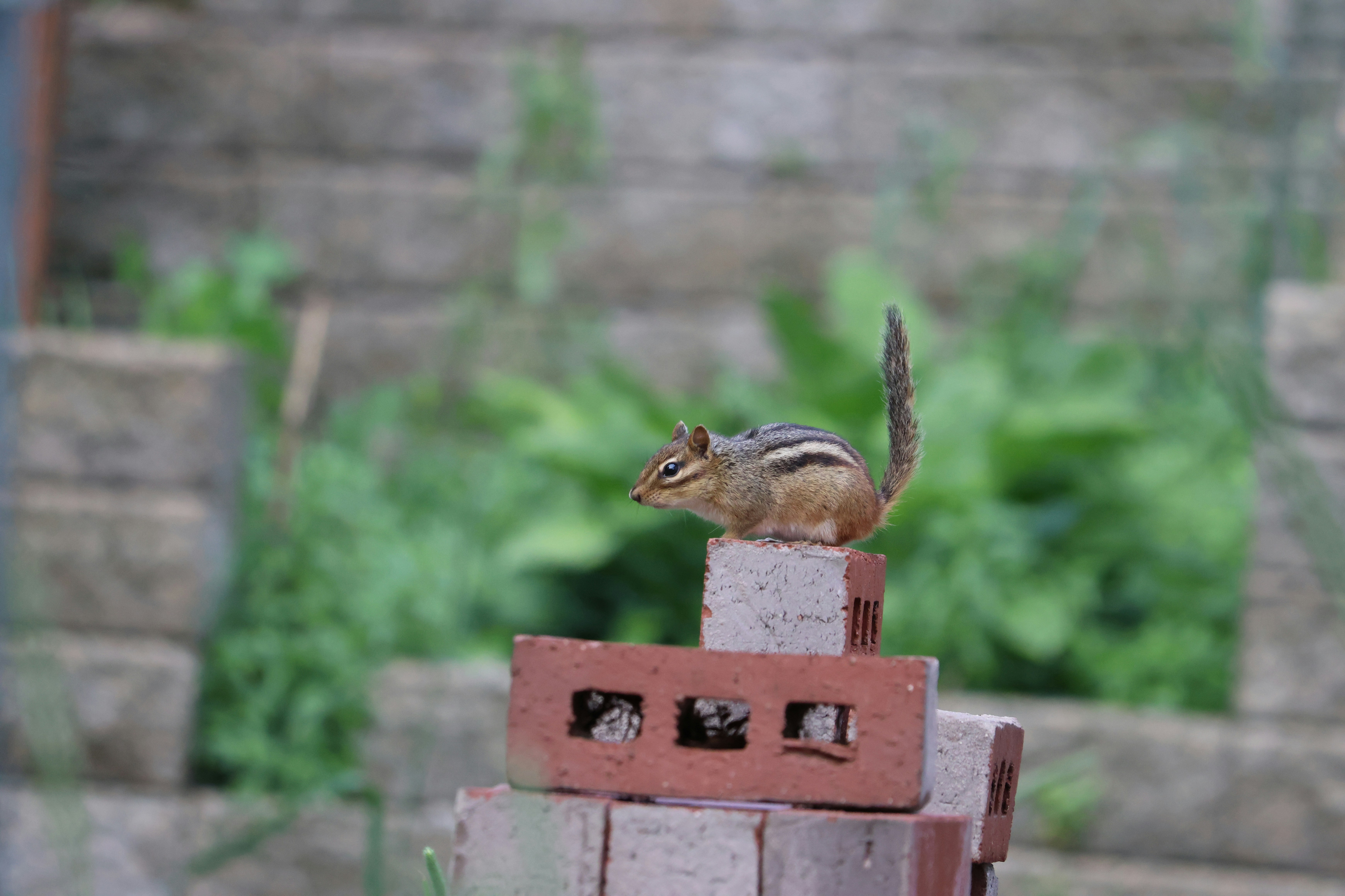 An Eastern Chipmunk looks out from a pile of red clay bricks