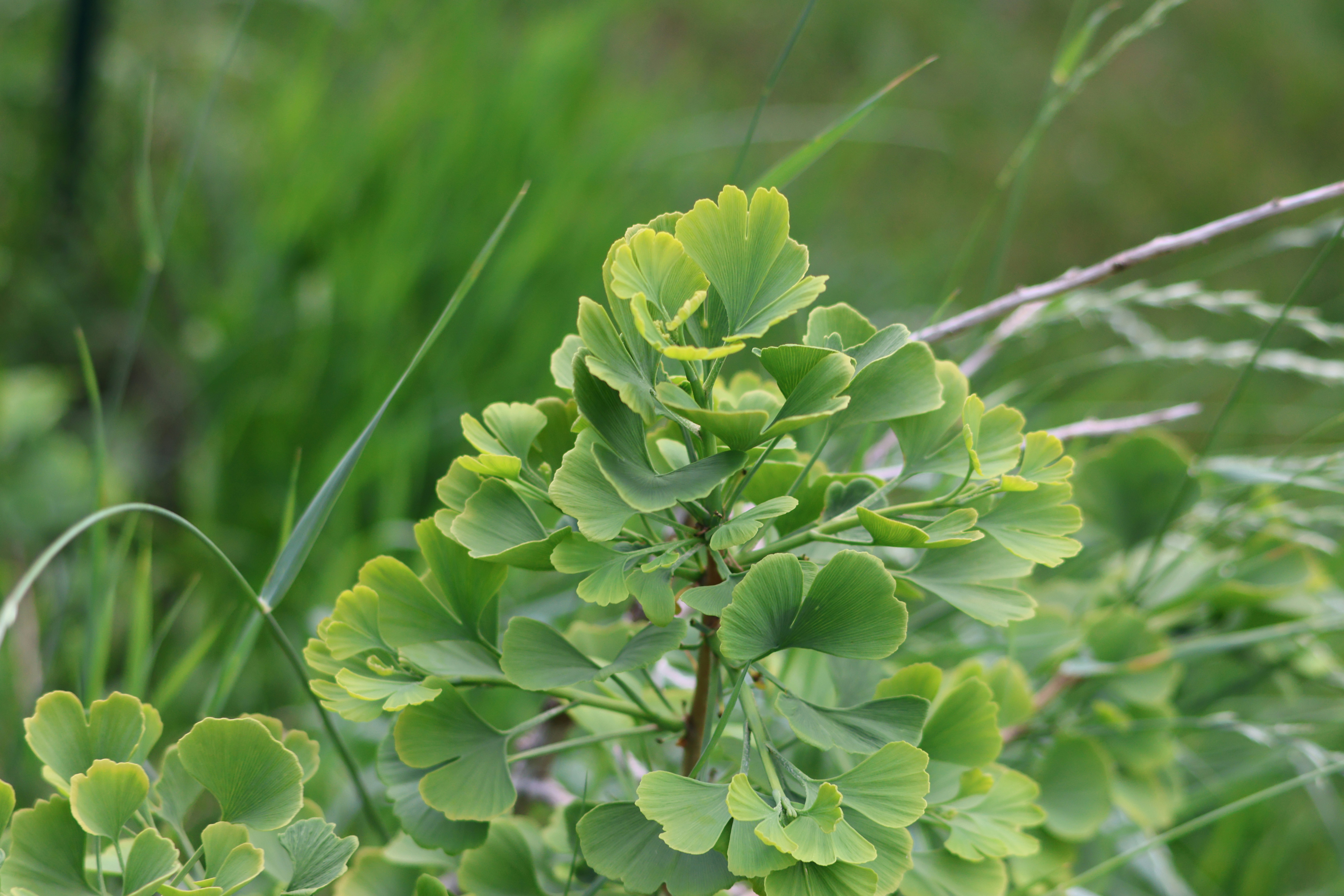 Lime-green shrublet amid blades: a close-up of layered foliage