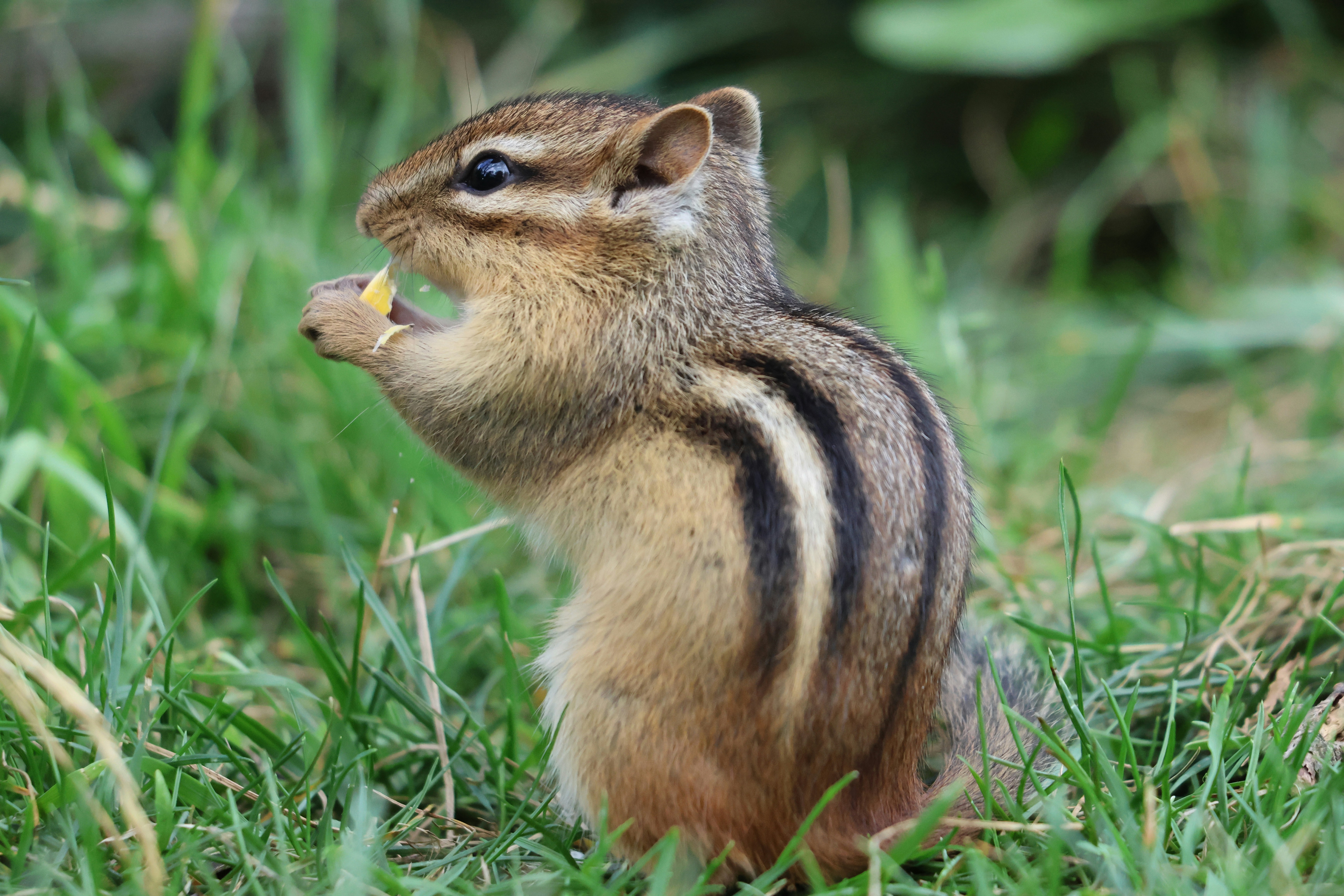 An Eastern Chipmunk eats a whole corn seed in green grass