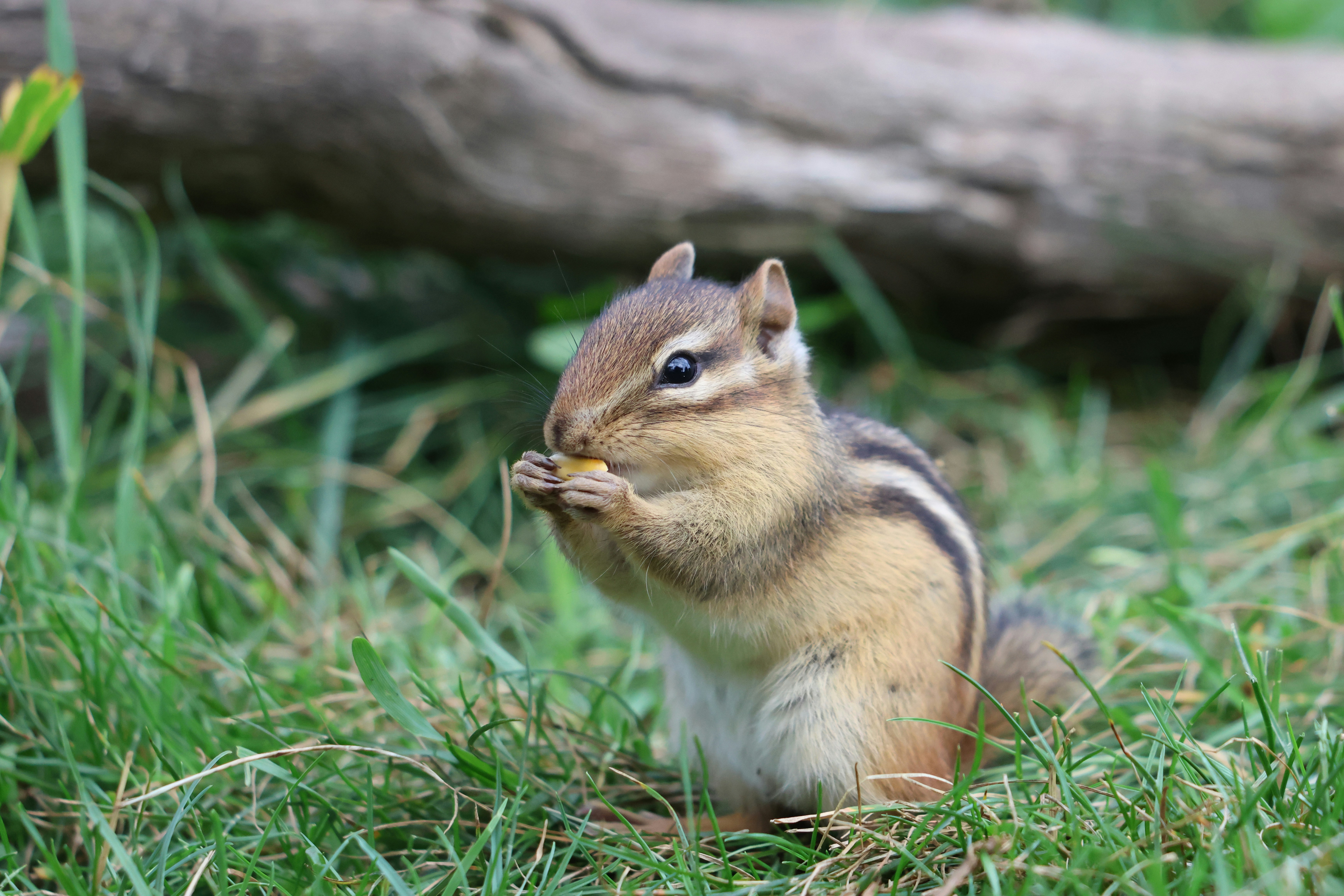 Tiny Forager: Sunlit Squirrel Nibbles Amid Grasses
