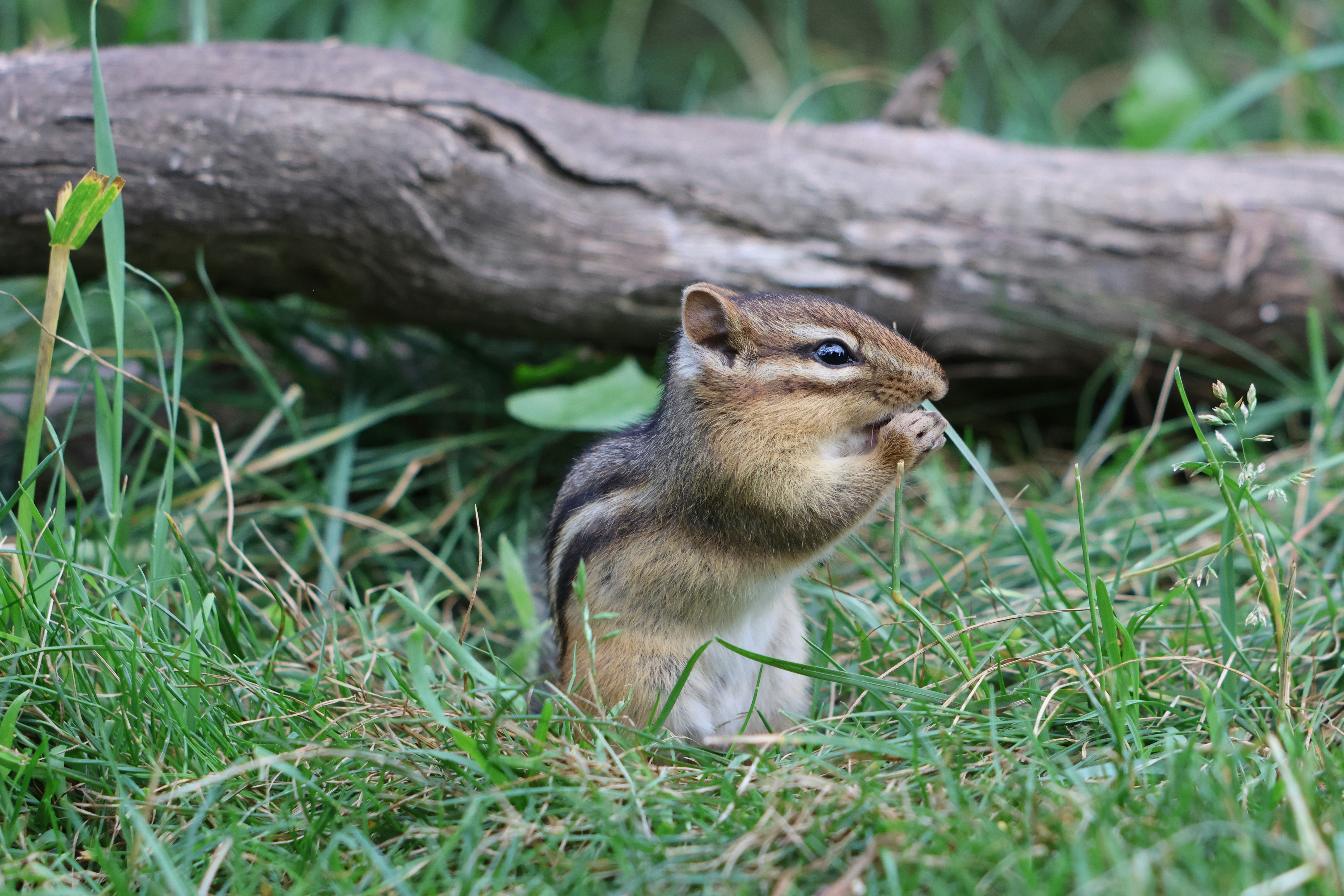 Tiny Forager in the Meadow: A Chipmunk Pause by the Log