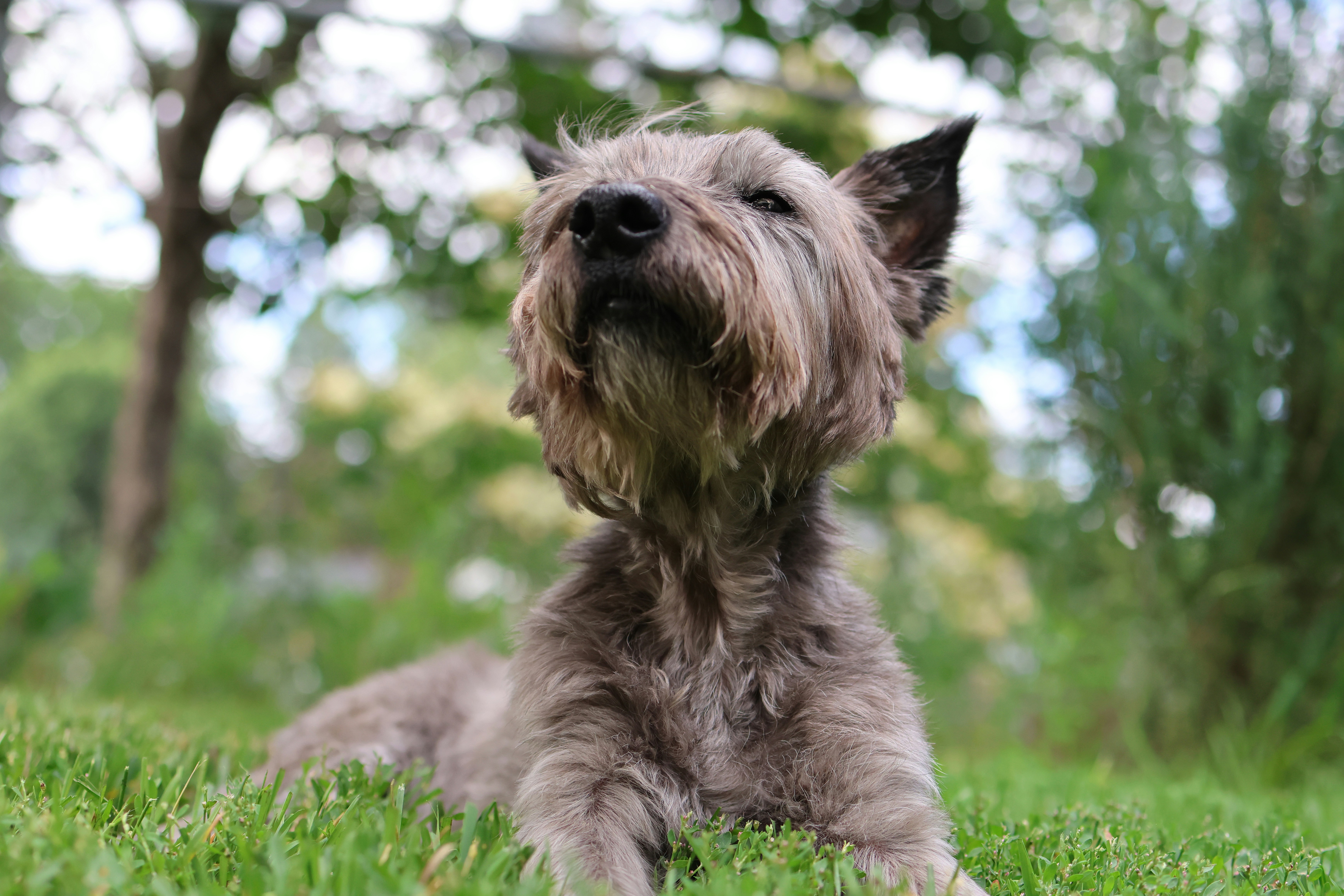 Curious Terrier on Green Ash: A Ground-Level Portrait