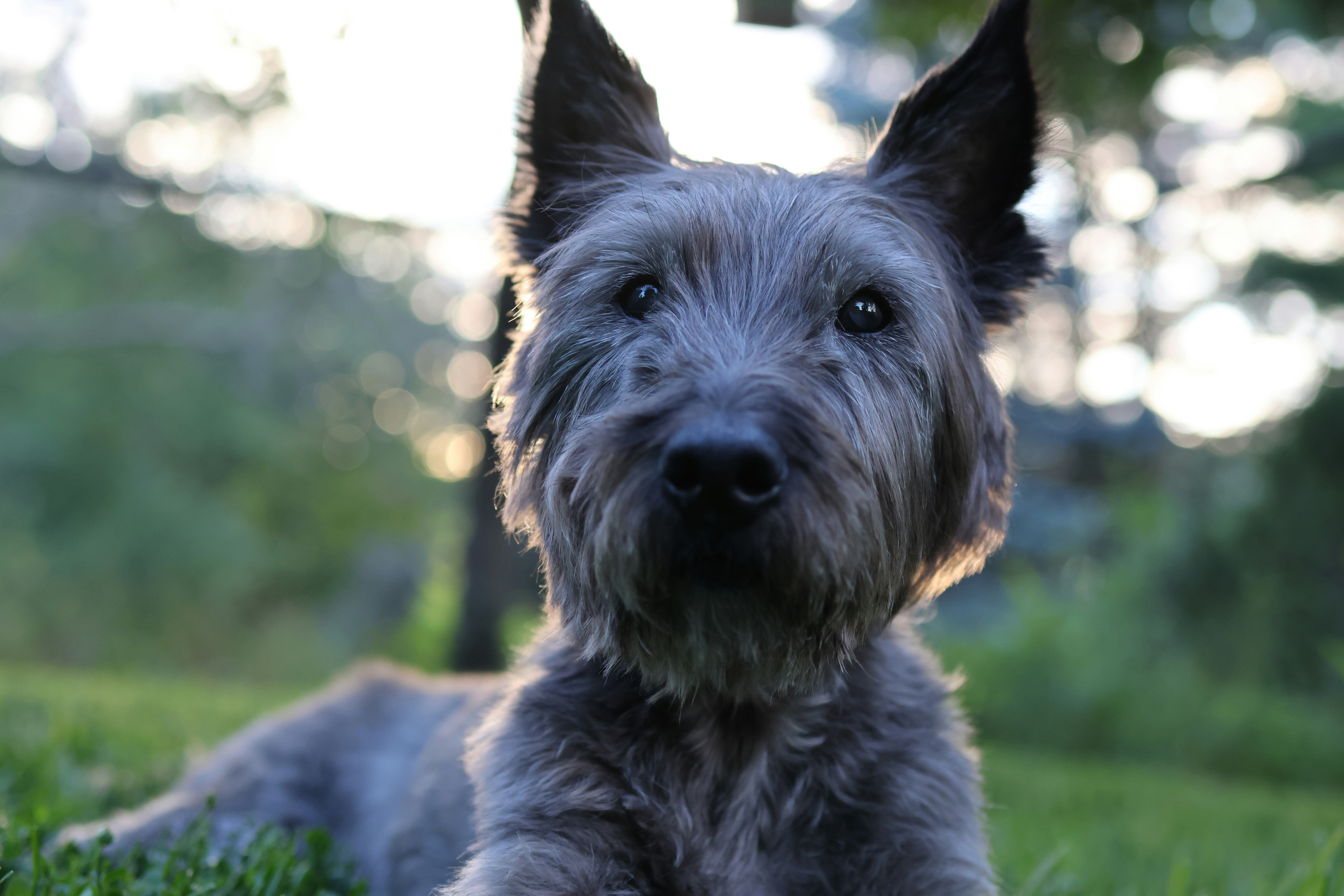 Close-Up of a Curious Terriershaded Face in Soft Backlight