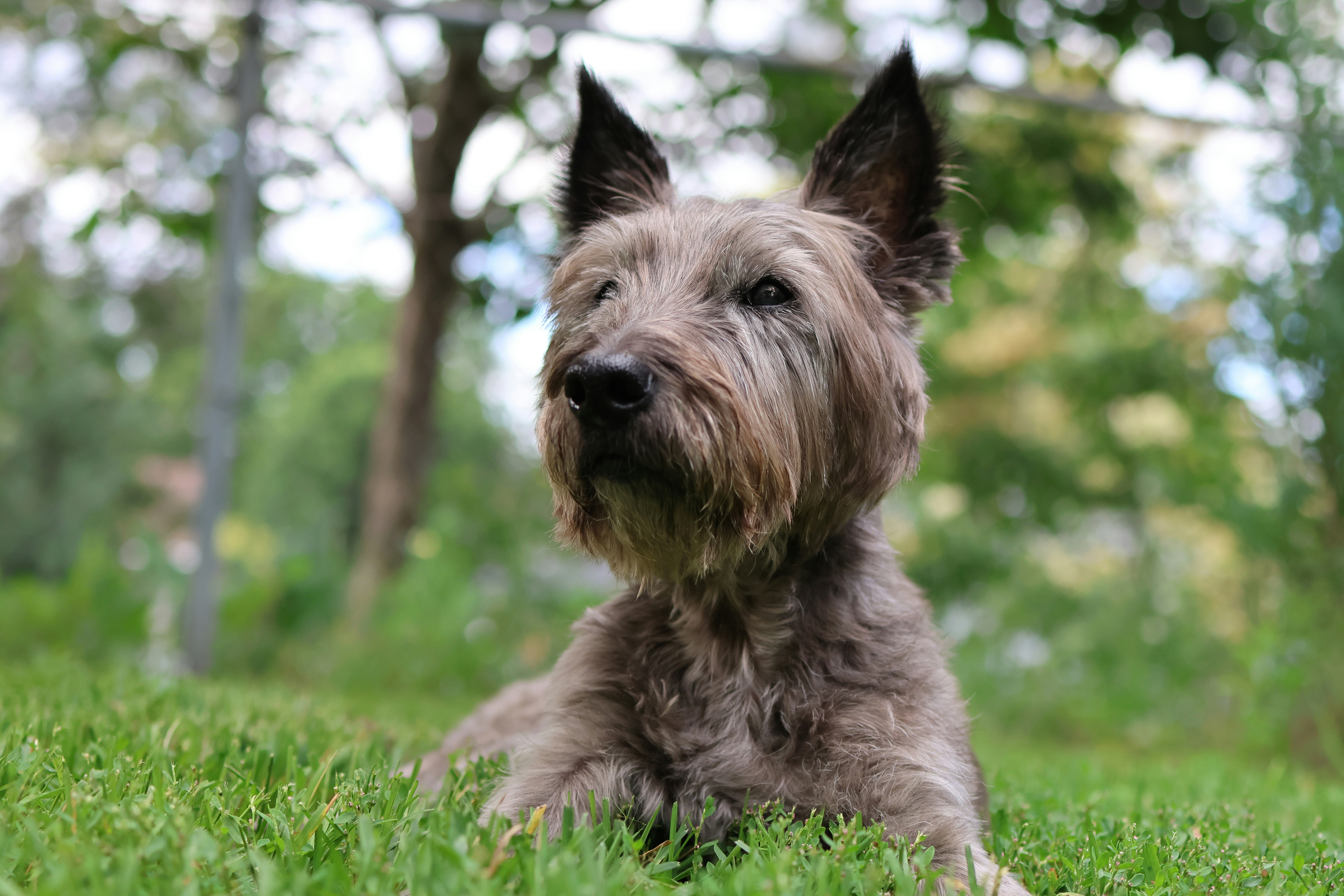 Curious Cairn-Patterned Pup Lounges in Sunlit Park
