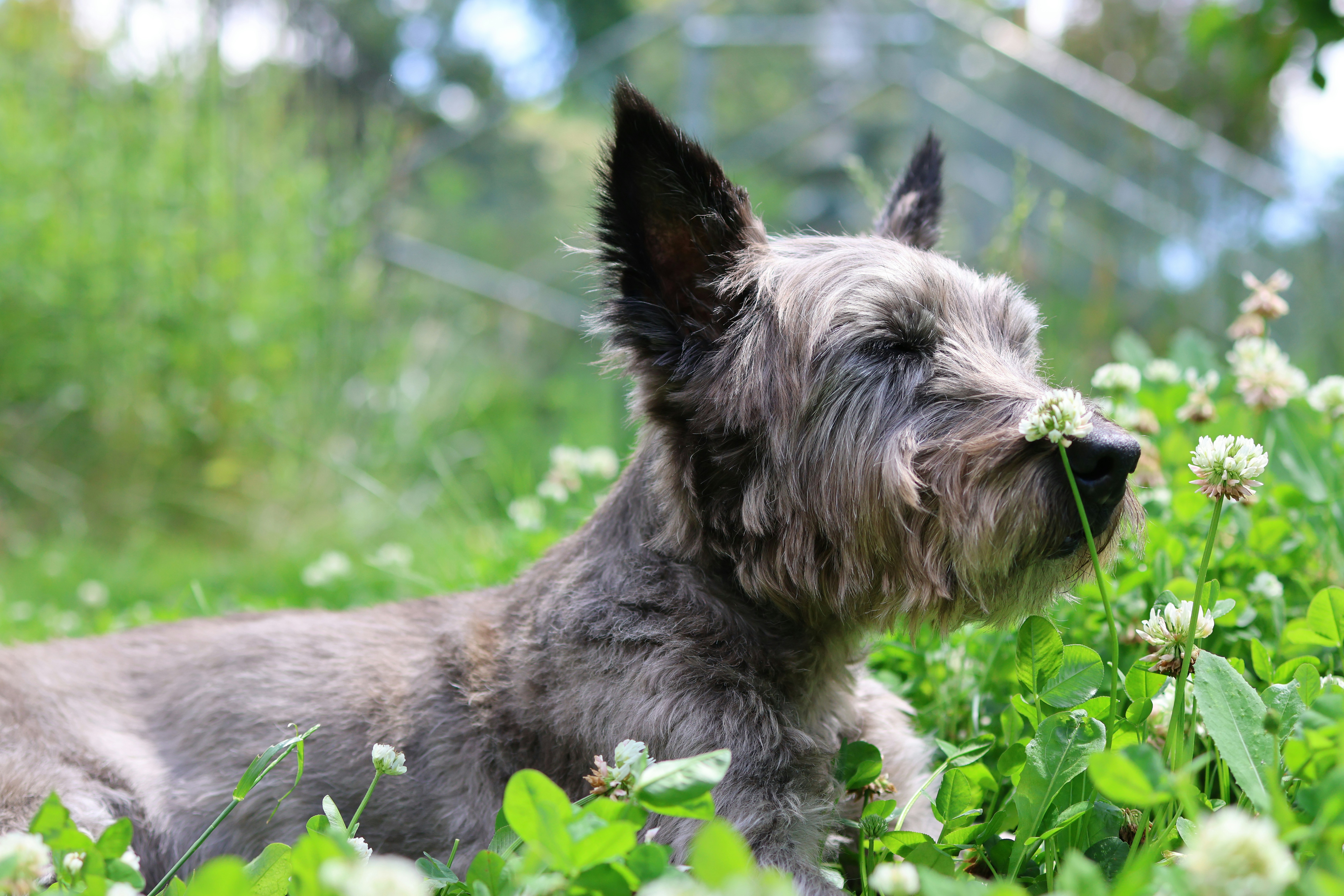 Close-up in Greenquiet: A scruffy terrier sniffing clover