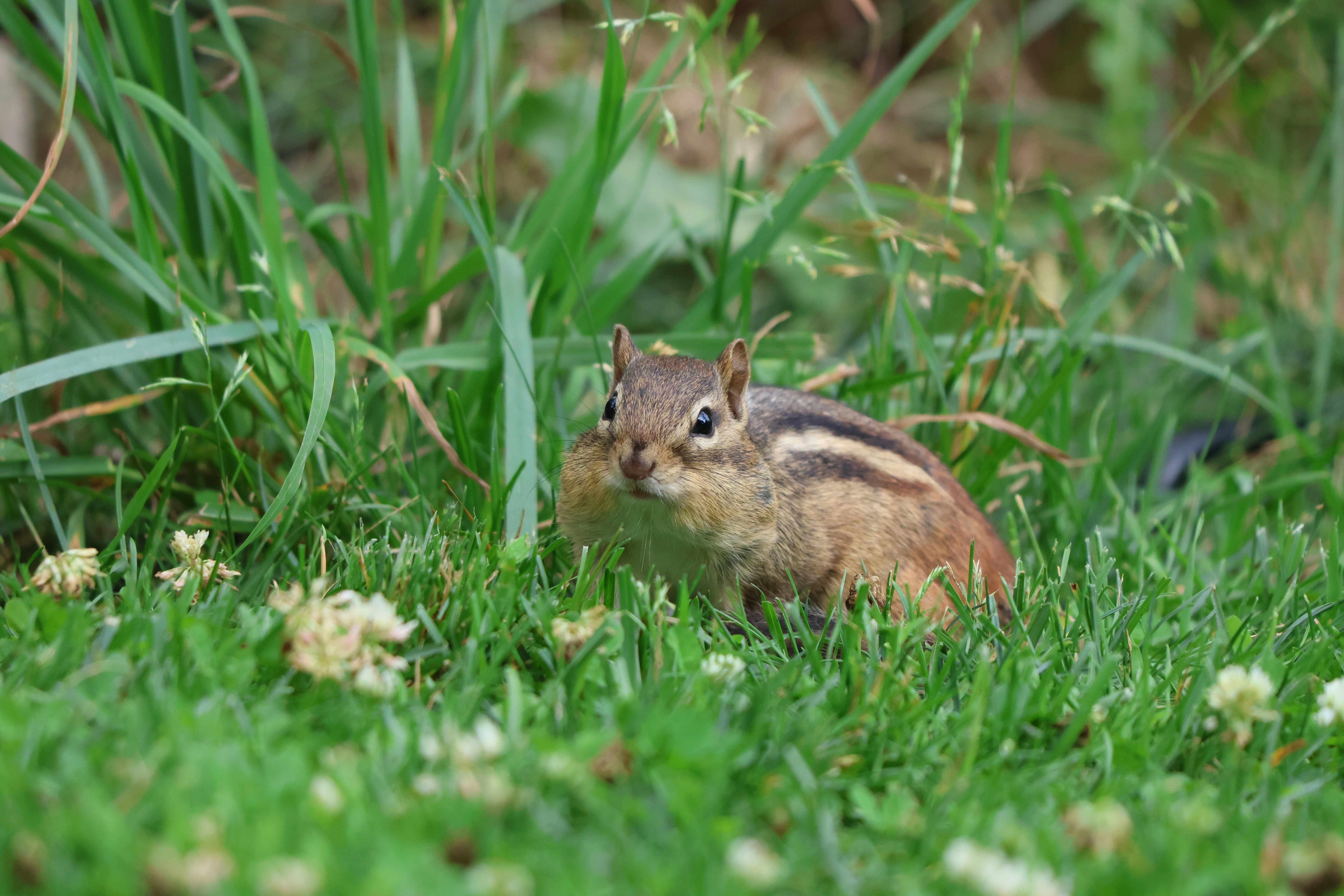 Alley Quail: A Sly Chipmunk in Fresh Green Grass